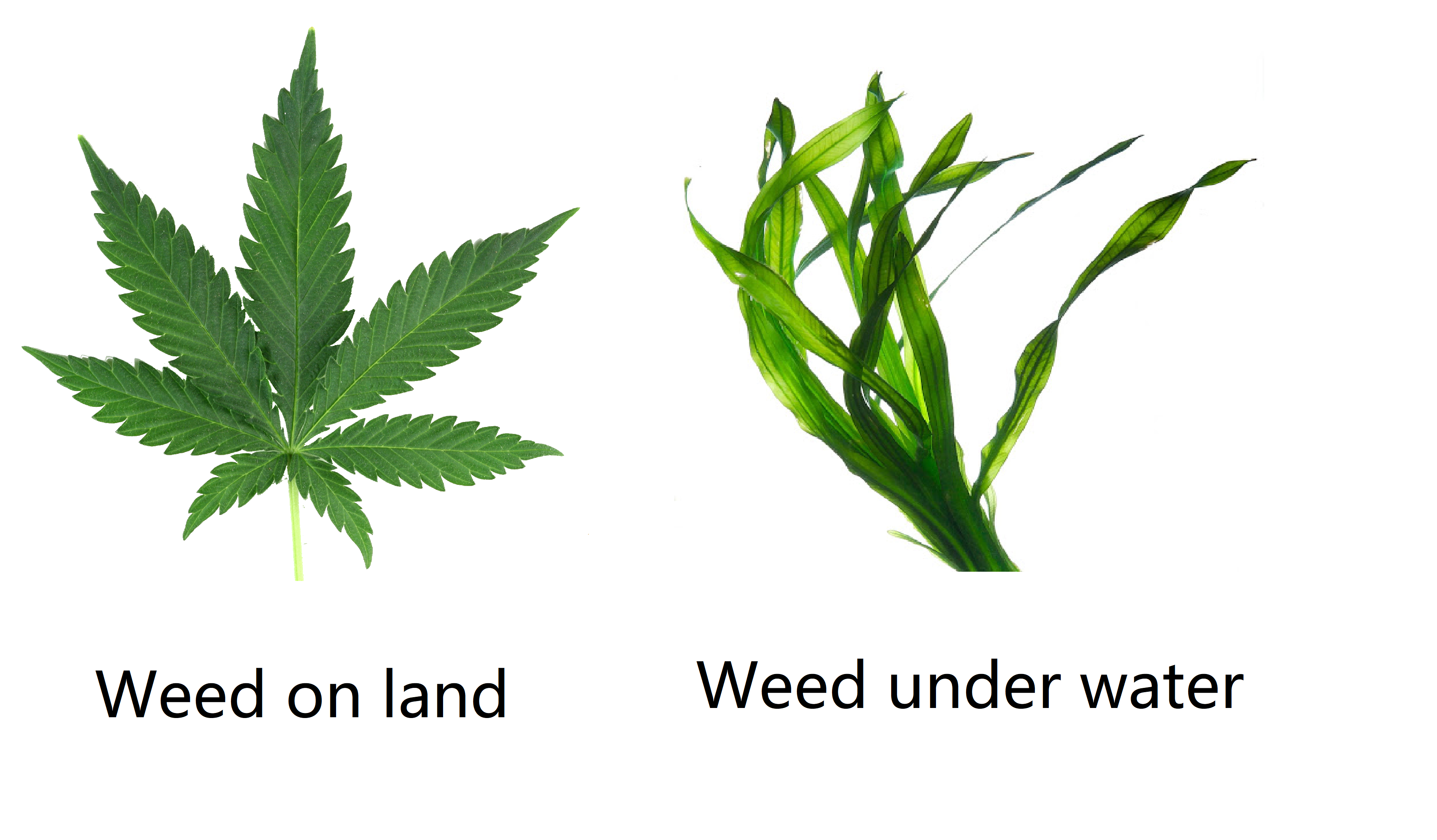 They both are weed,right? | Scrolller