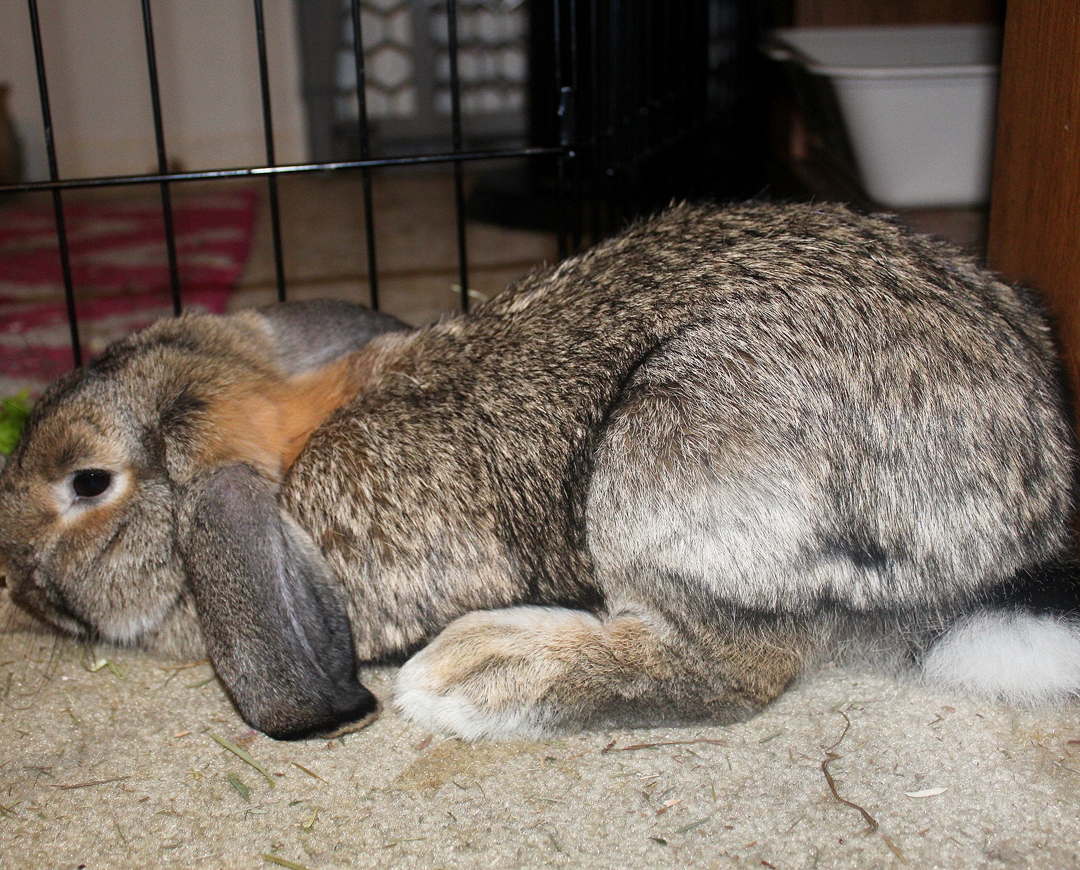 Thicc bun | Scrolller