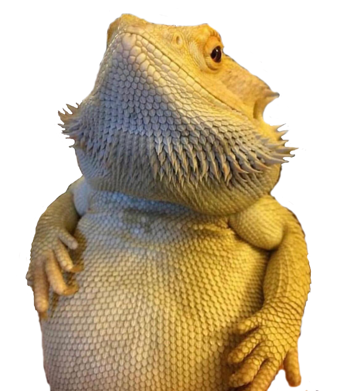 Thicc Lizard | Scrolller