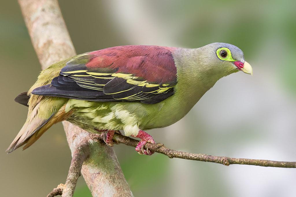 Thick-billed Green Pigeon | Scrolller