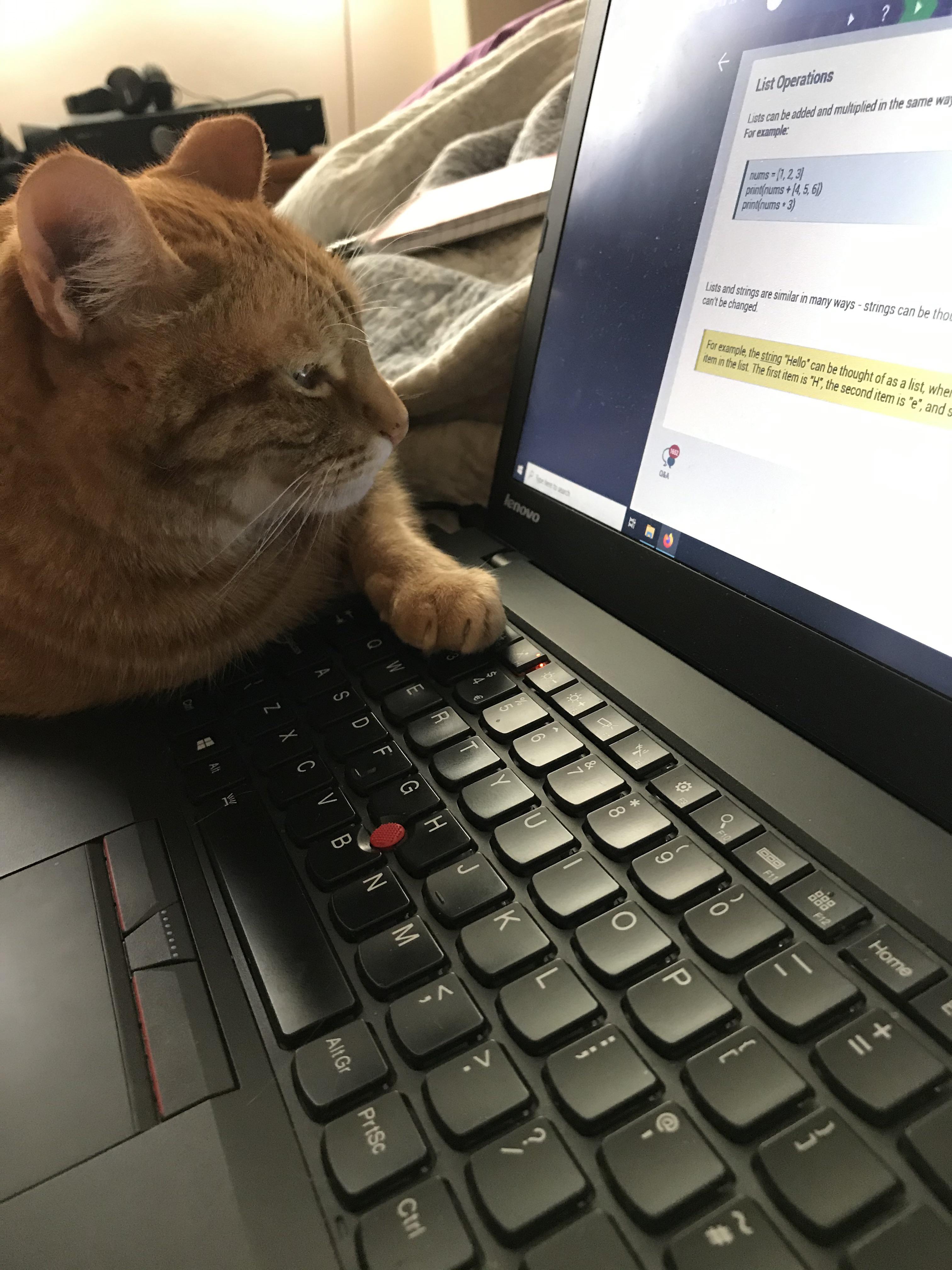 Think cat version 4.1 | Scrolller