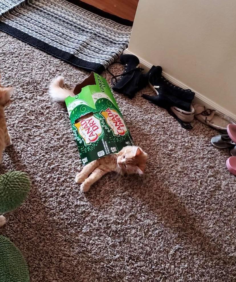 Thinking inside the box | Scrolller