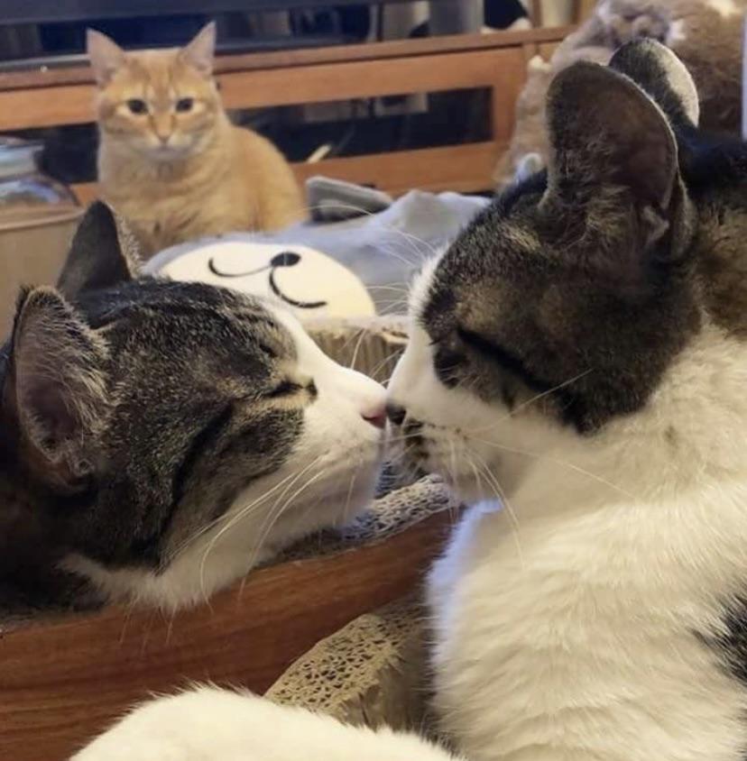 Third Wheel | Scrolller