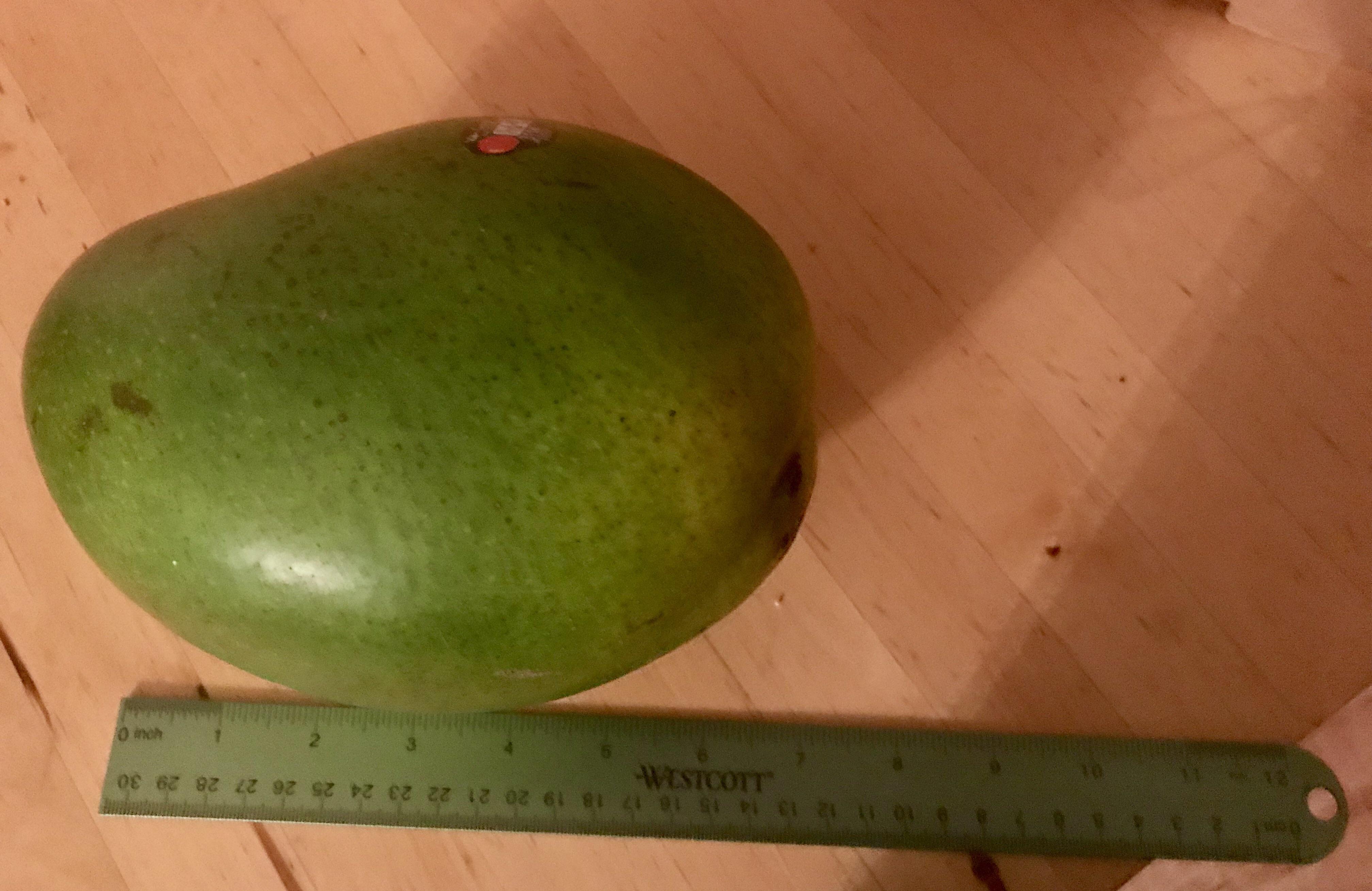 This absolutely GIANT mango (ruler for scale) | Scrolller