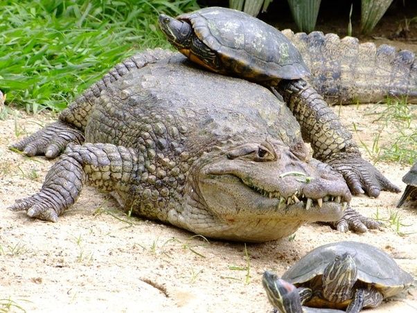 This Alligator Chilling With His Shelled Friends | Scrolller