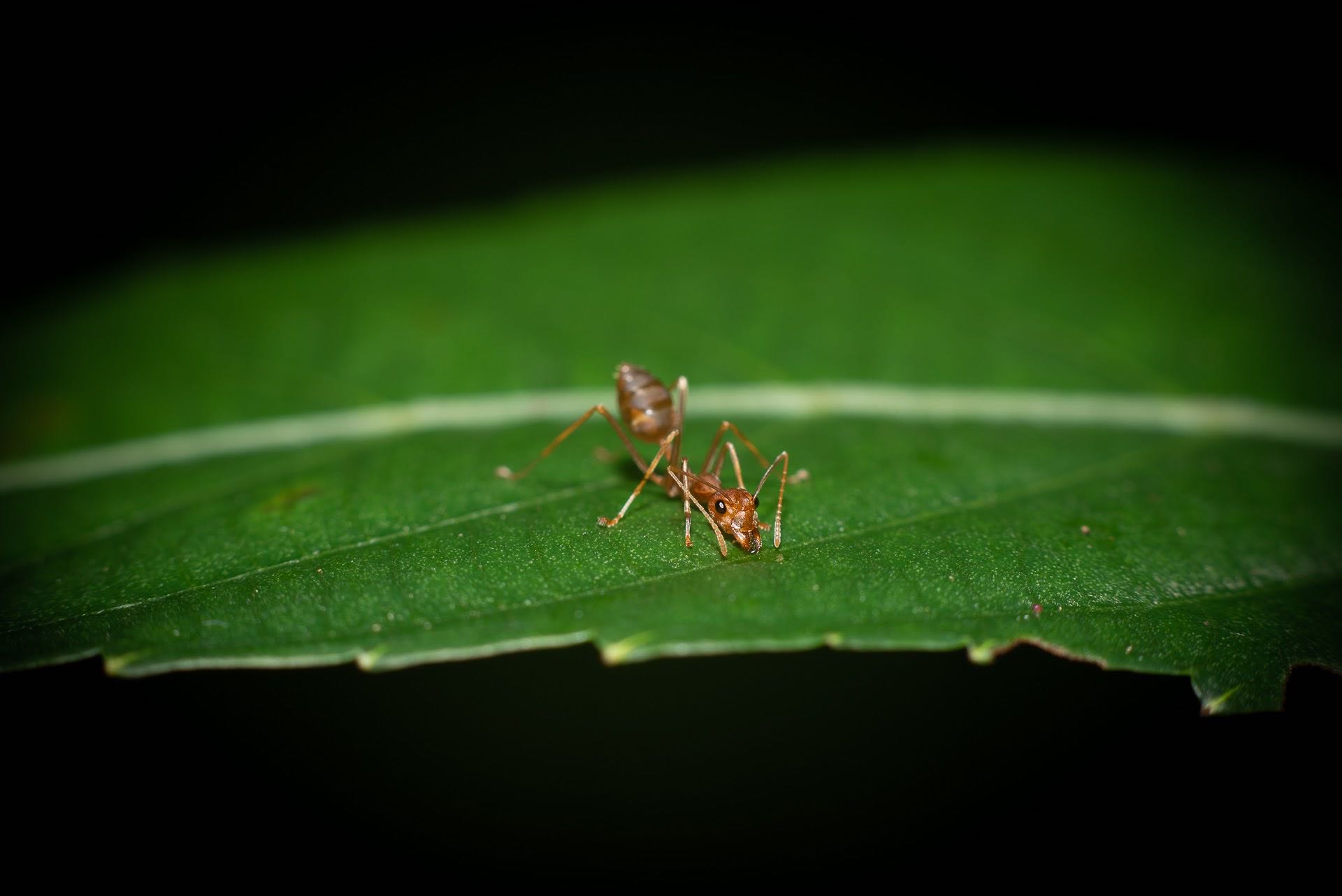 This Ant | Scrolller