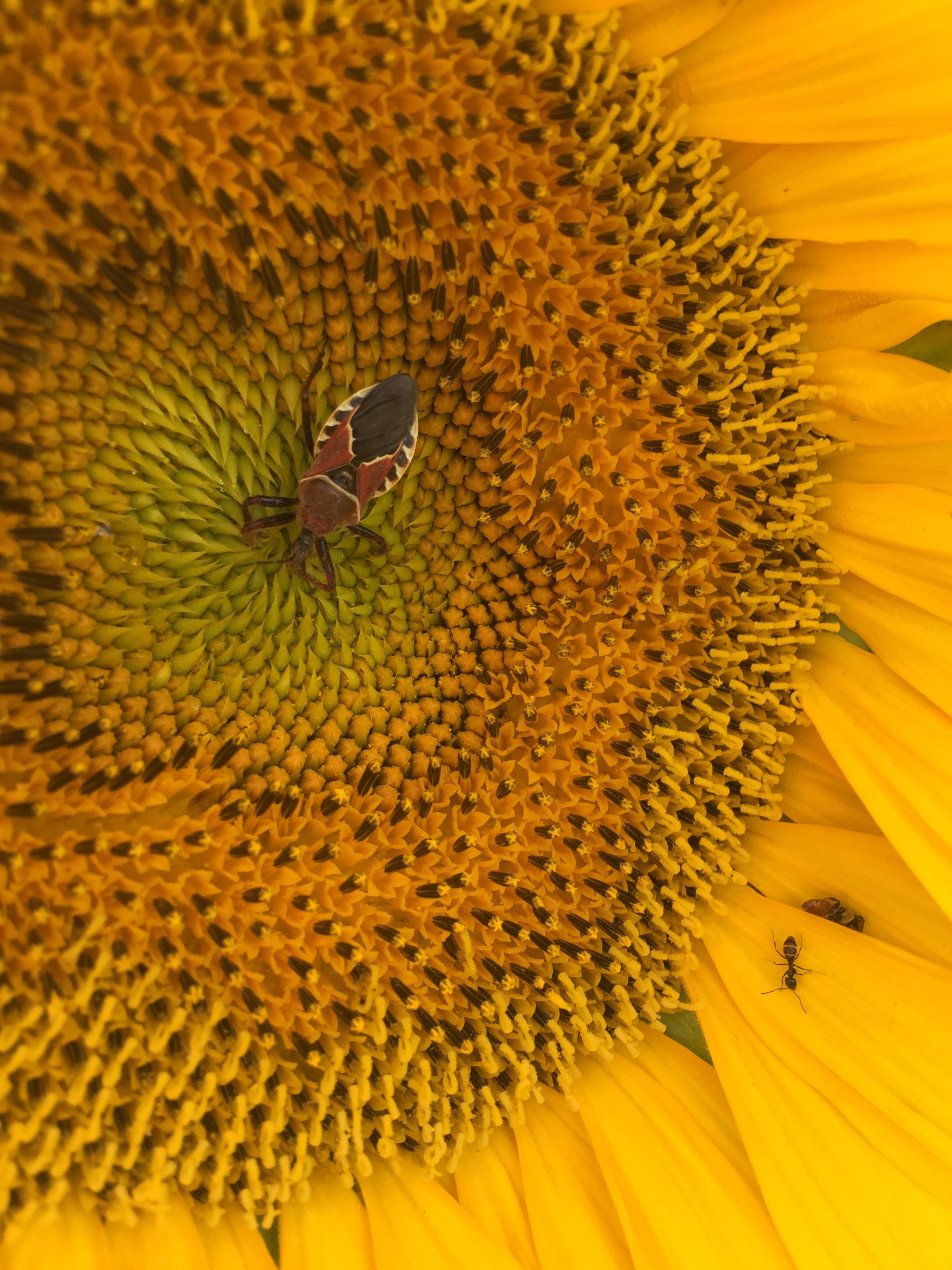 This bee assassin was acting sus | Scrolller