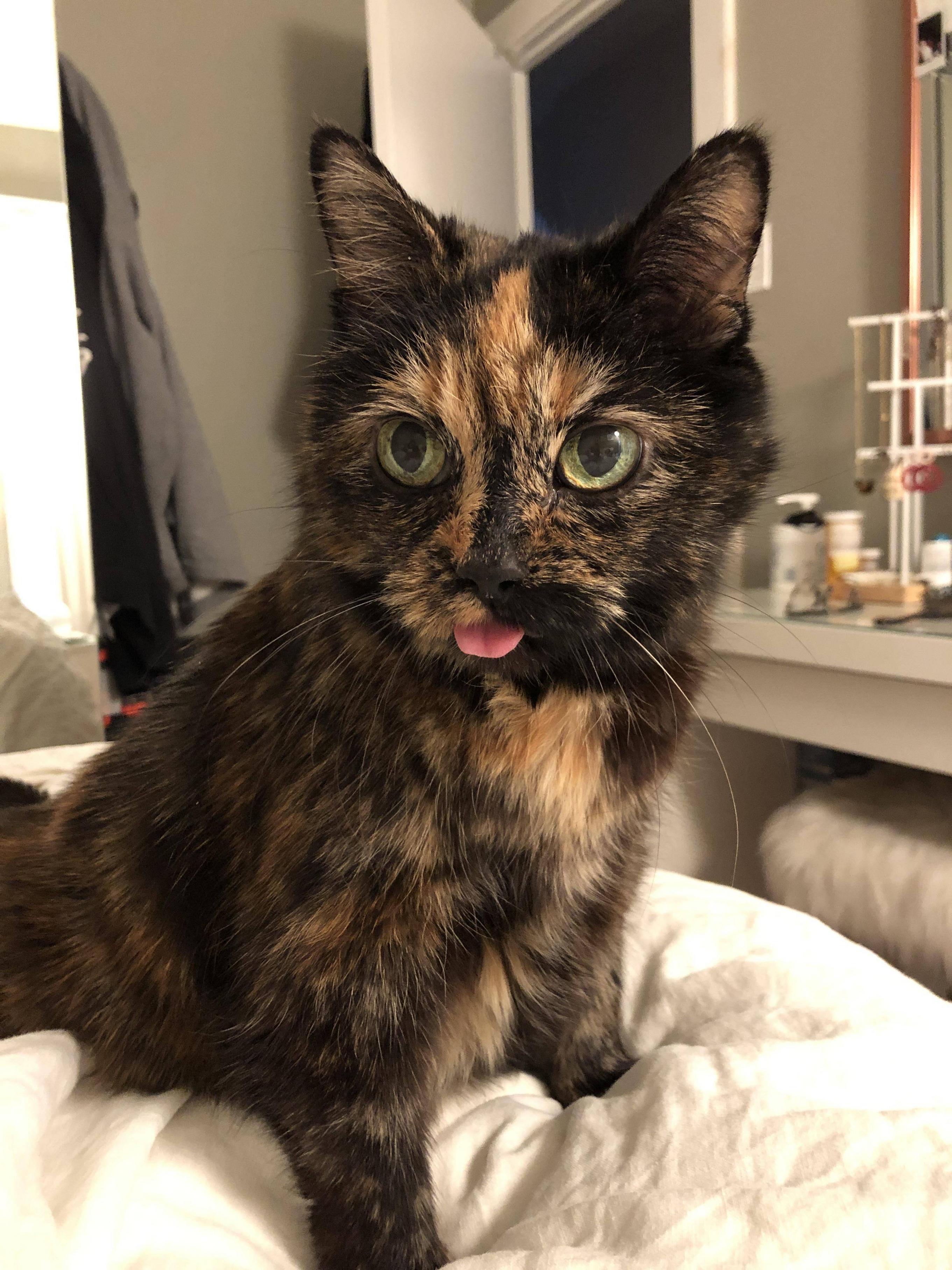 this blep is a little crooked | Scrolller