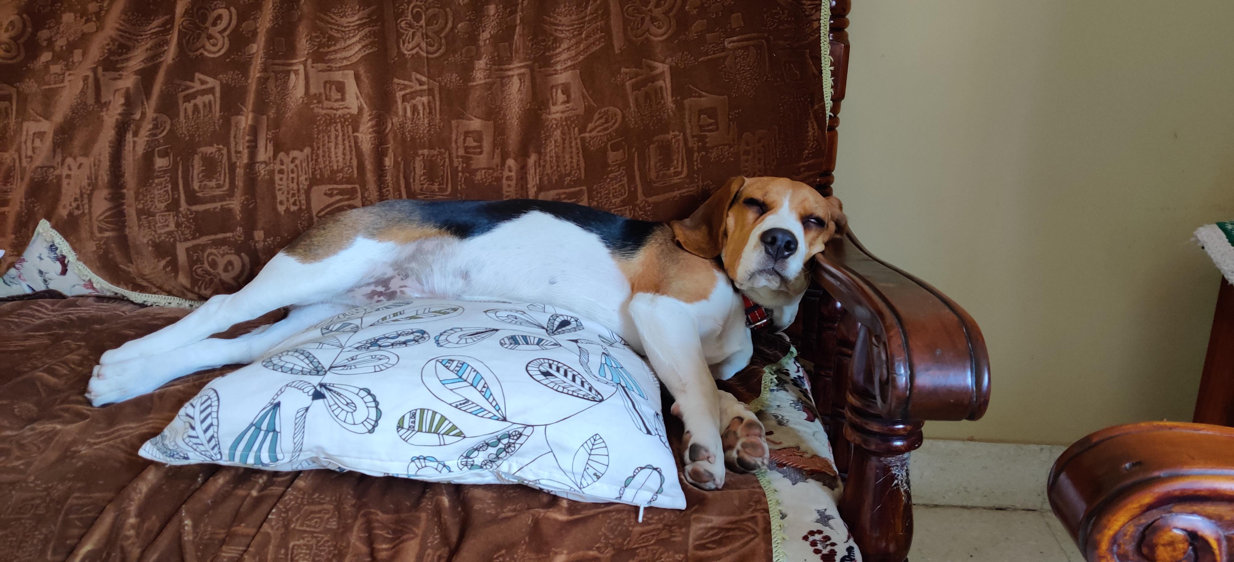 This Boi's choice of a sleeping place | Scrolller