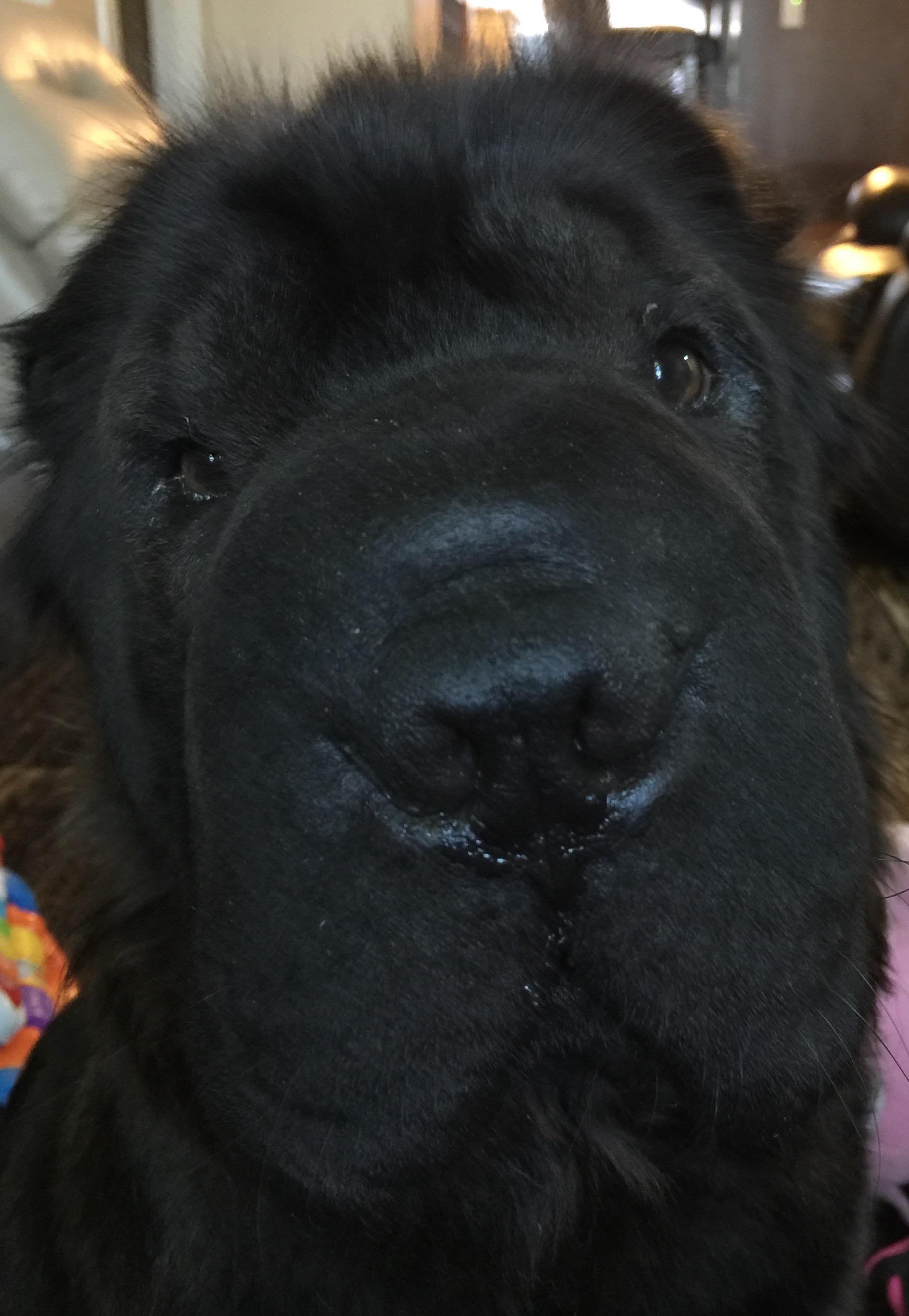 This boopable floof is Gus. | Scrolller