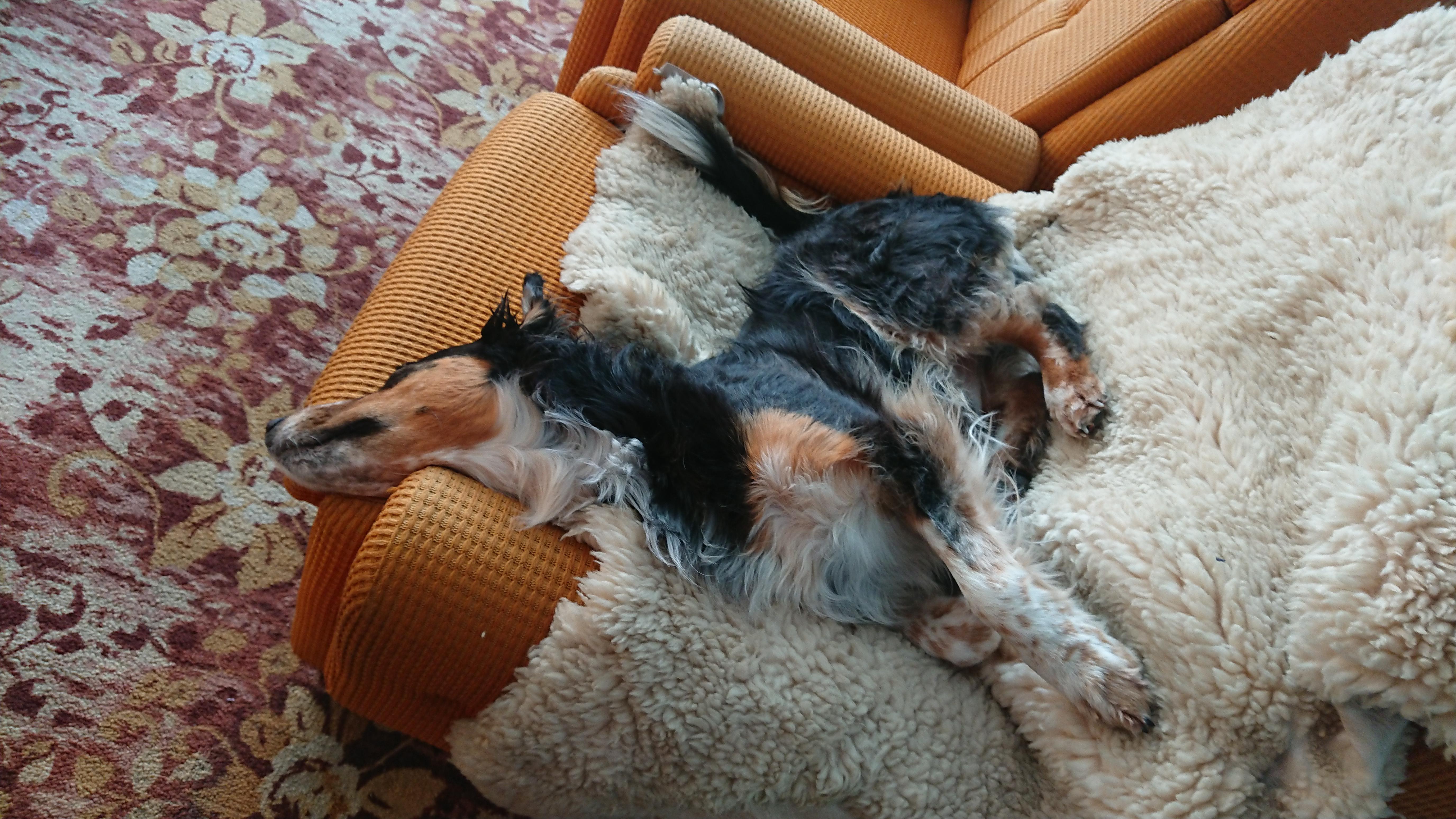 This cannot be too comfortable | Scrolller