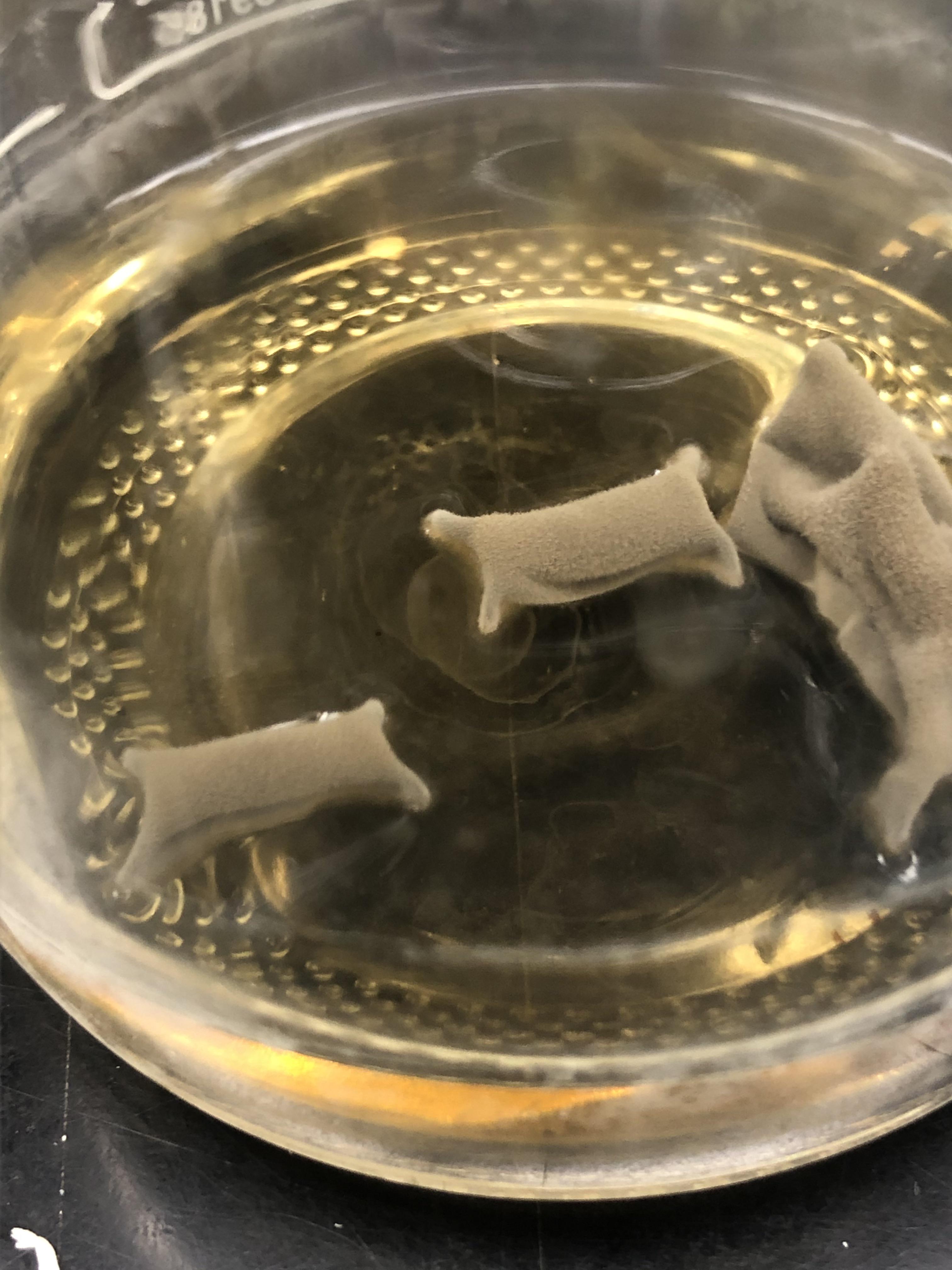 This contamination looks like fluffy pillows | Scrolller