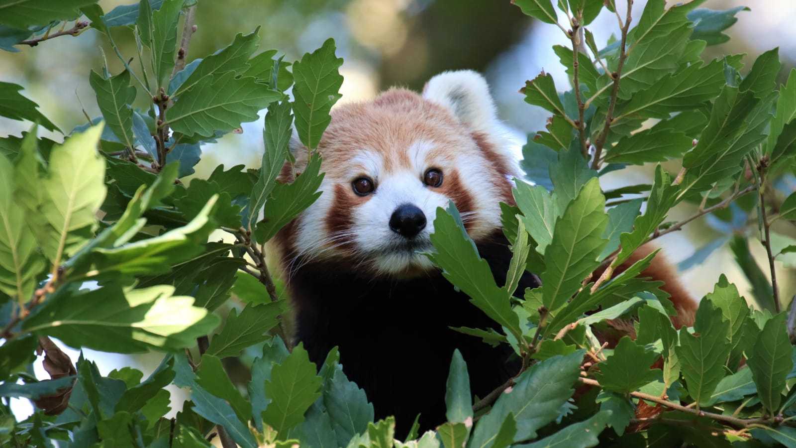 Discover more like Redpandas: This cute red panda in Blijdorp, Rotterdam and Related Content ...