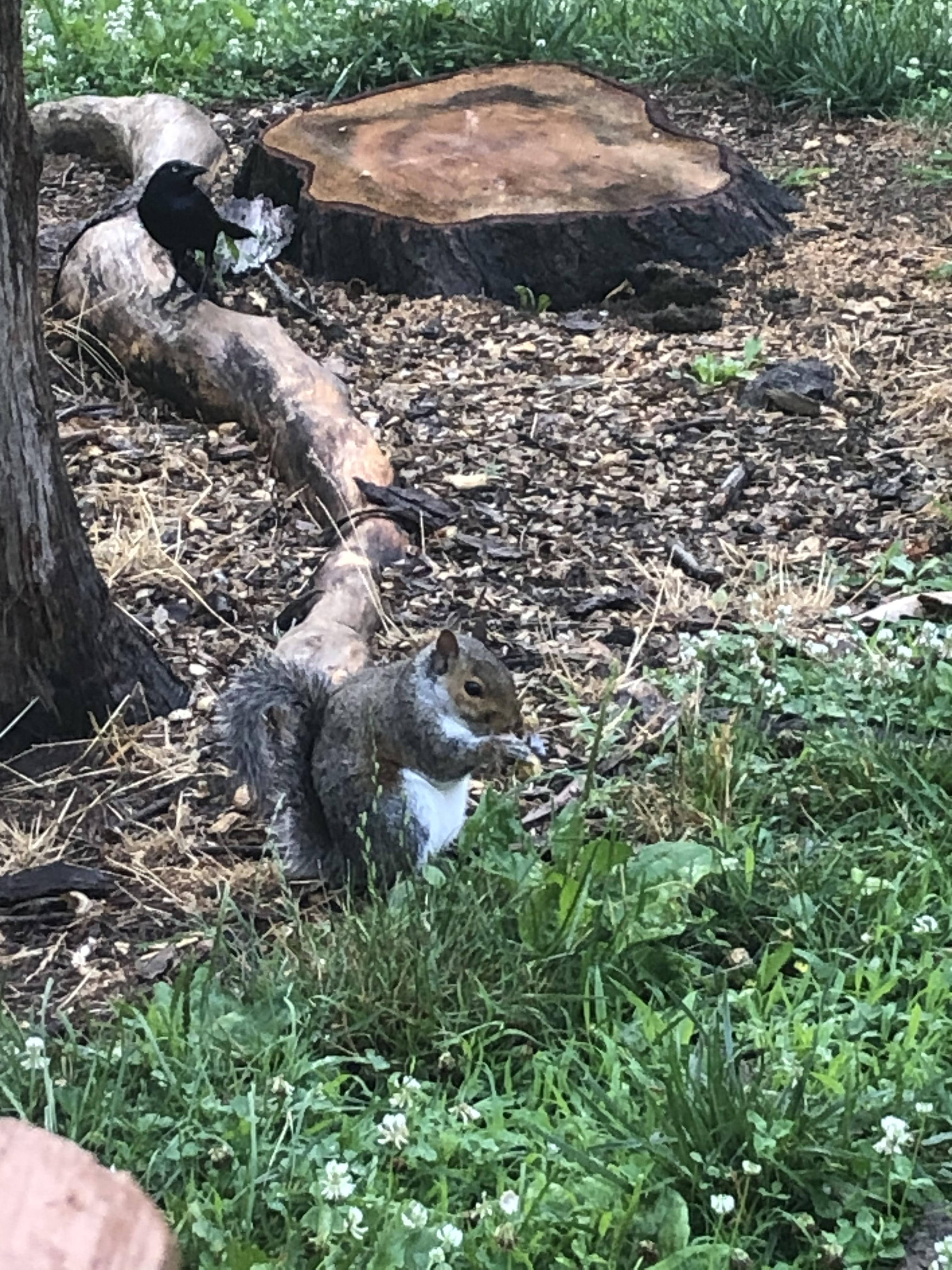 This fat blob and it’s peanut | Scrolller