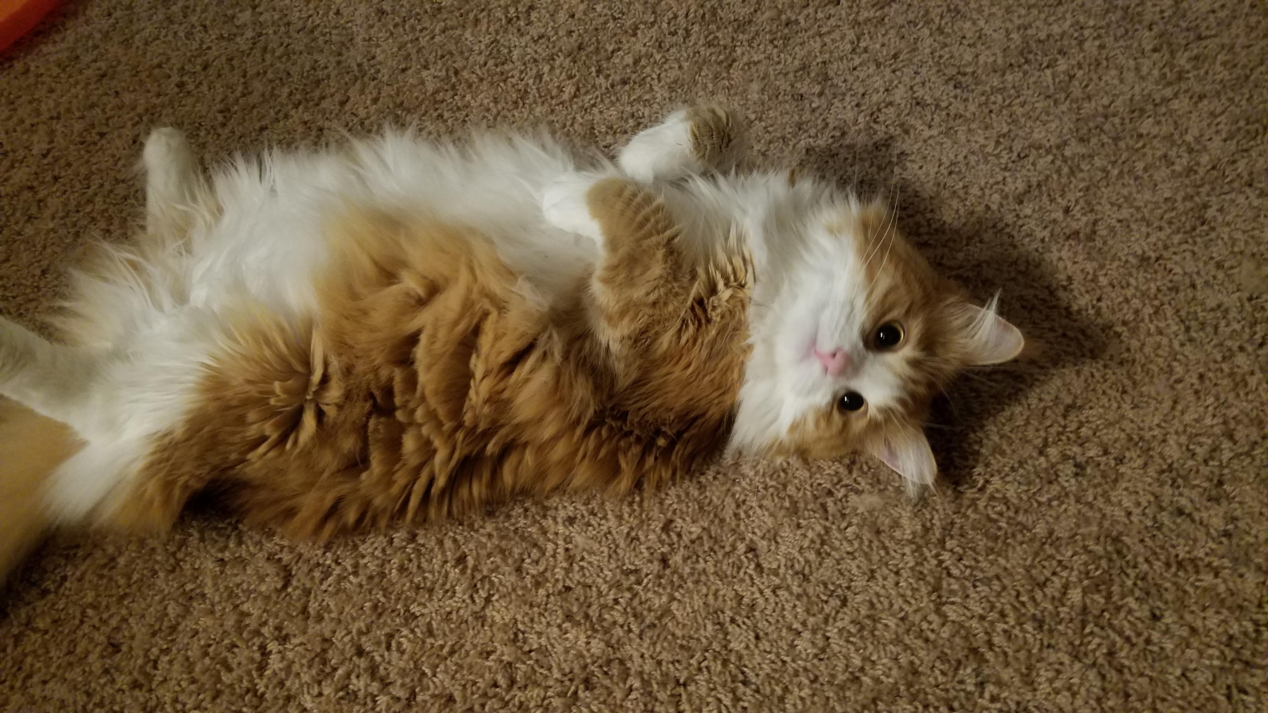 This Floof is named Nutmeg. She loves to show off her belly! | Scrolller