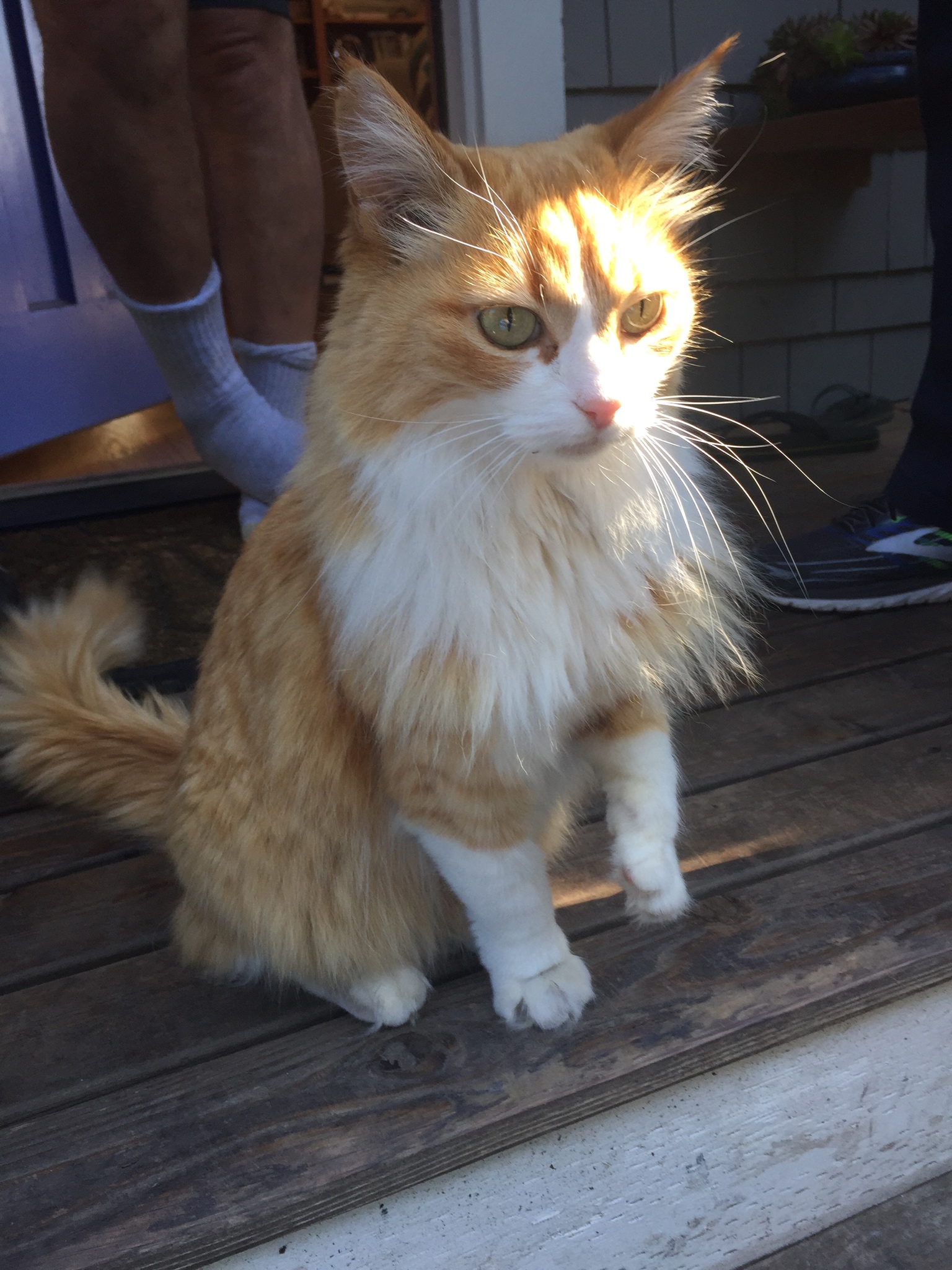 This floof's name is Belle and she loves neck scritchies | Scrolller