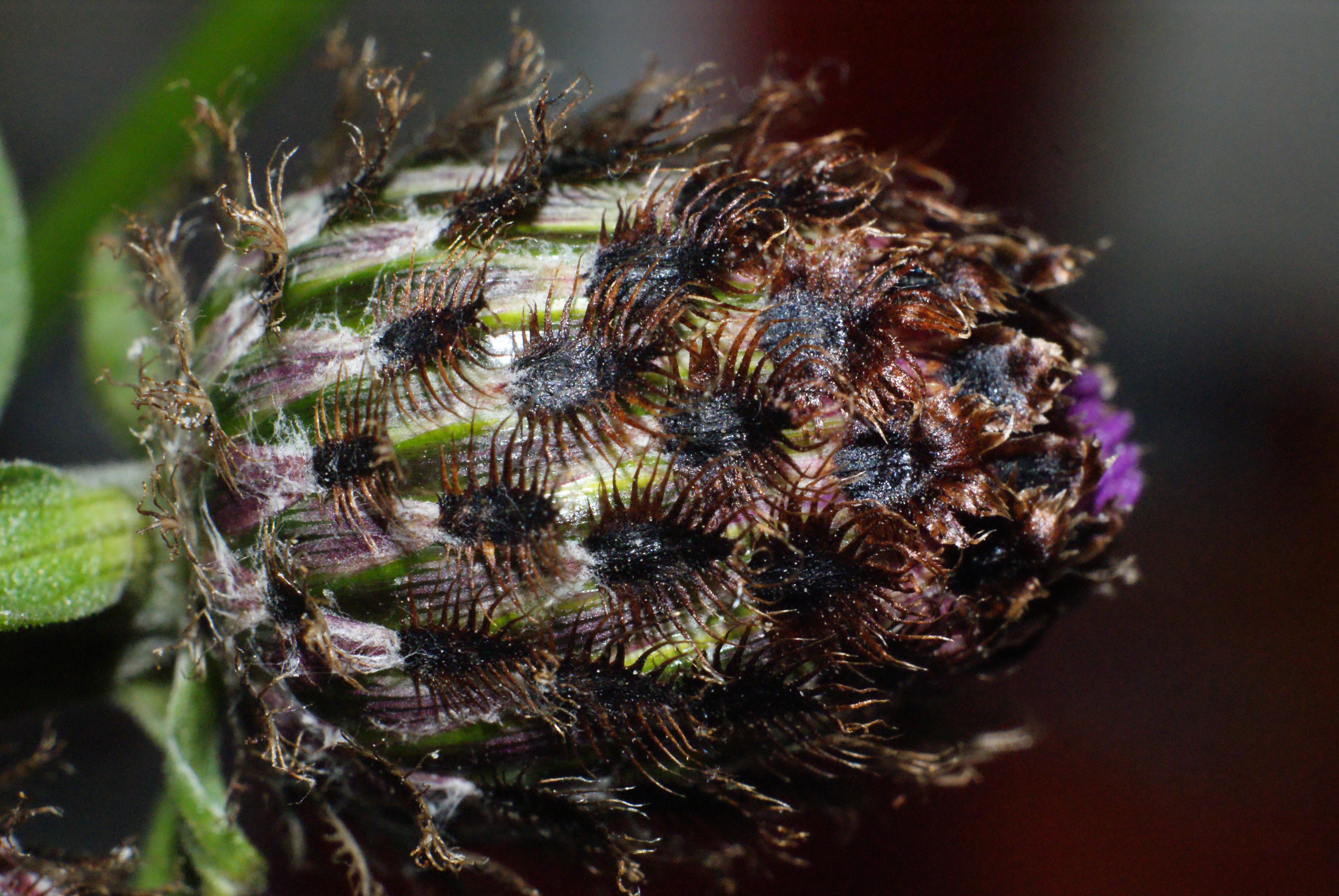 This flower bud looks like it's covered by tiny bugs | Scrolller