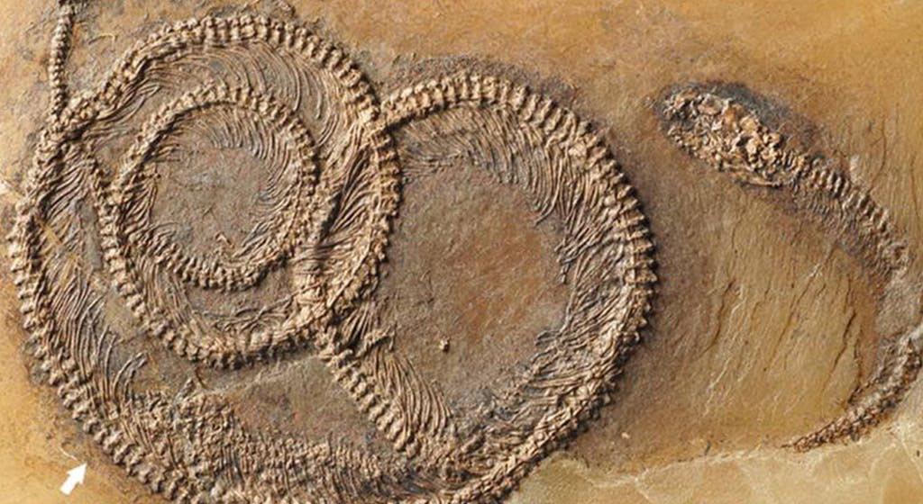 This fossil is a bug inside a lizard inside a snake | Scrolller