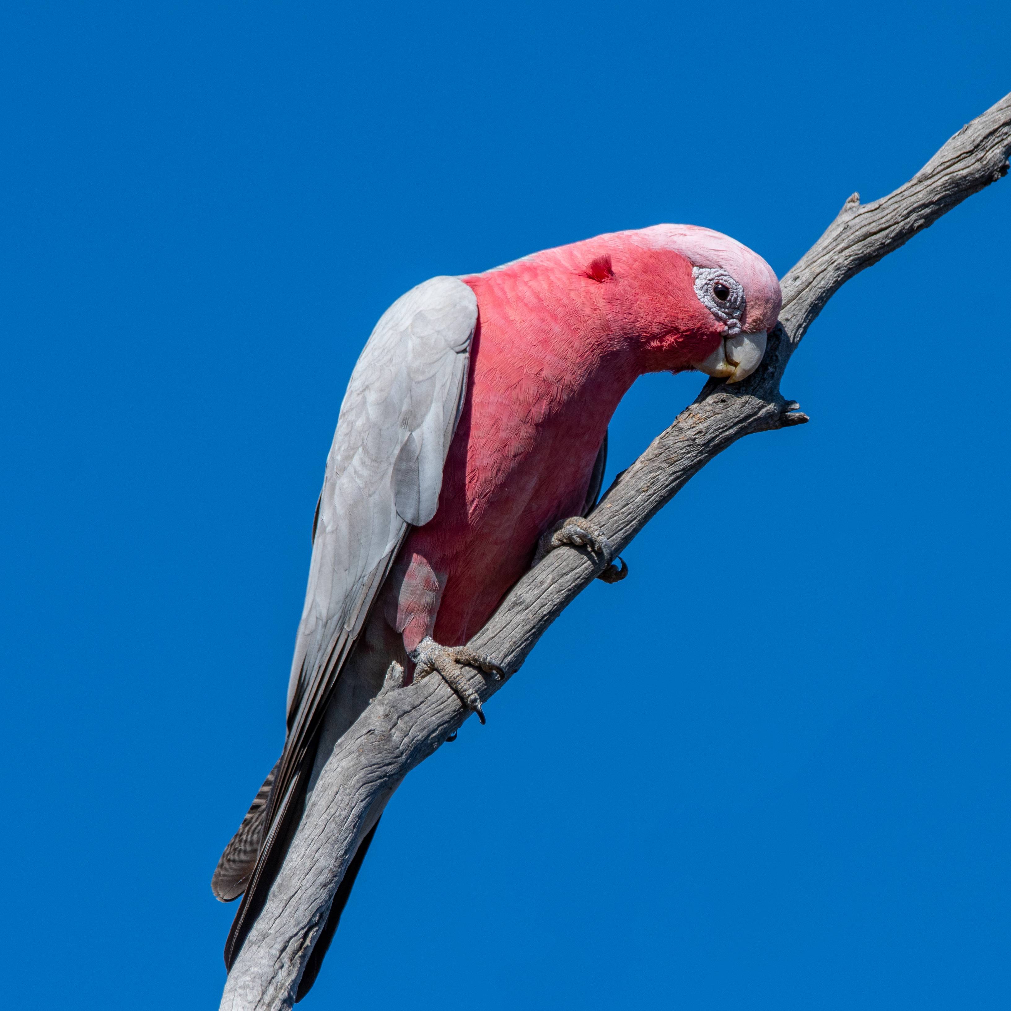 This Galah made me say "Aww" | Scrolller