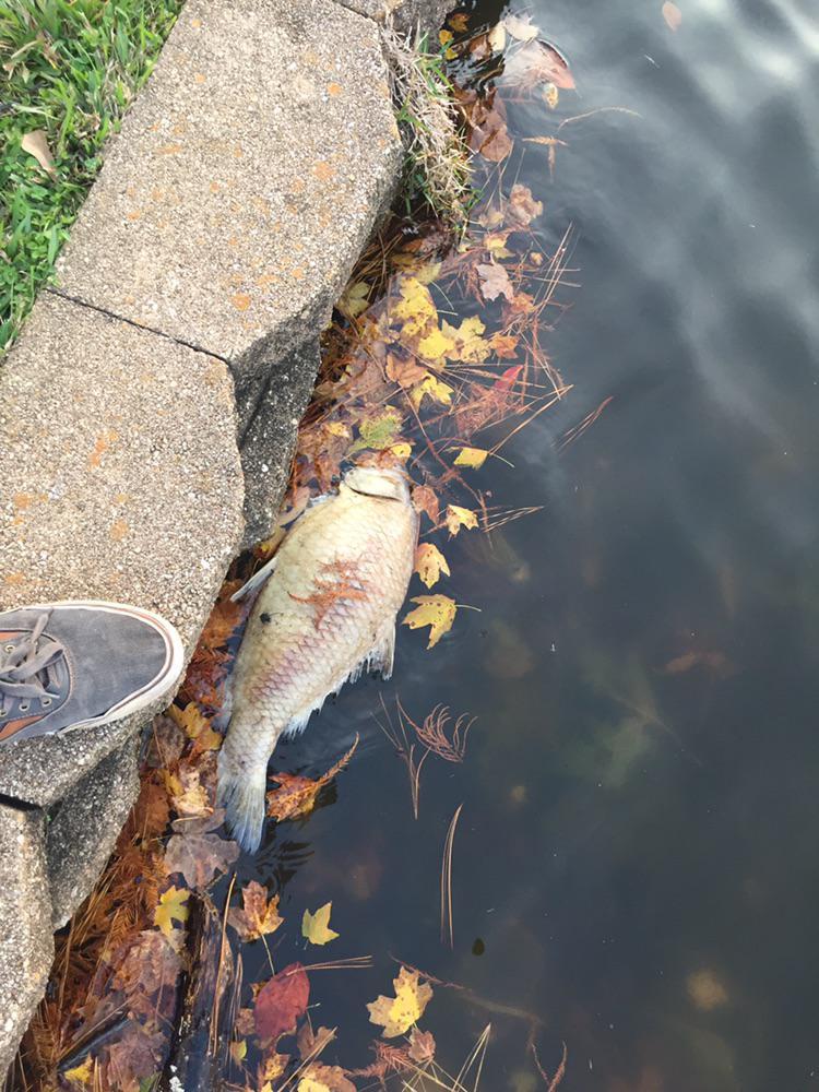 This giant dead fish at the ag pond | Scrolller