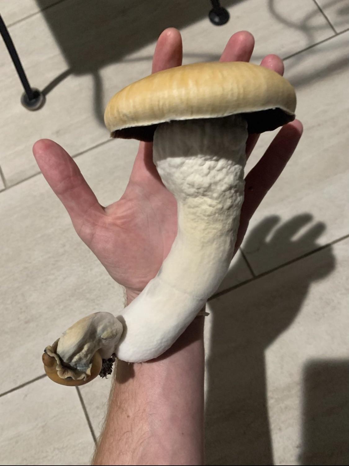 This giant Psilocybin Mushroom | Scrolller