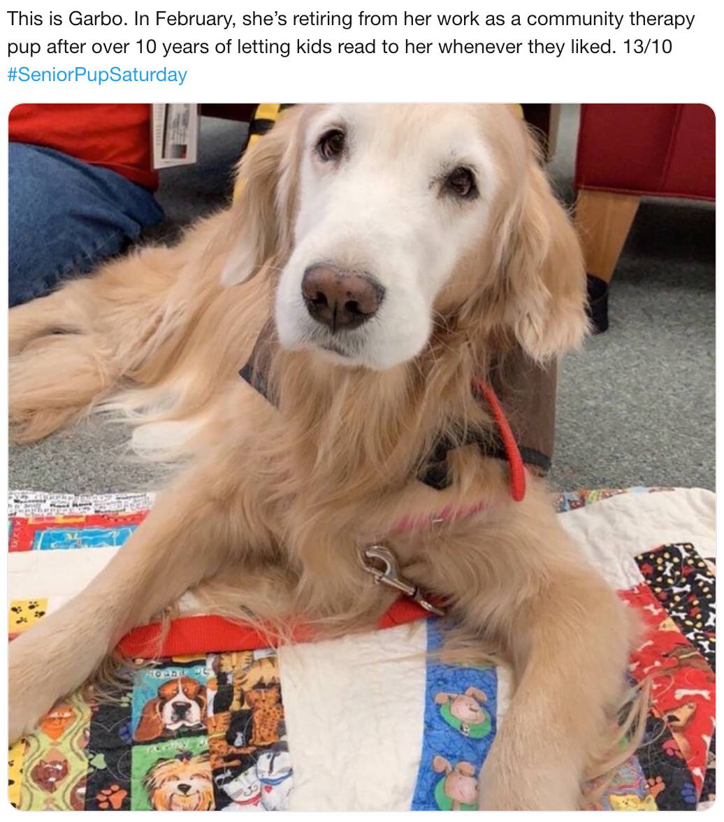 This golden girl will retire soon and she has always done her best ...