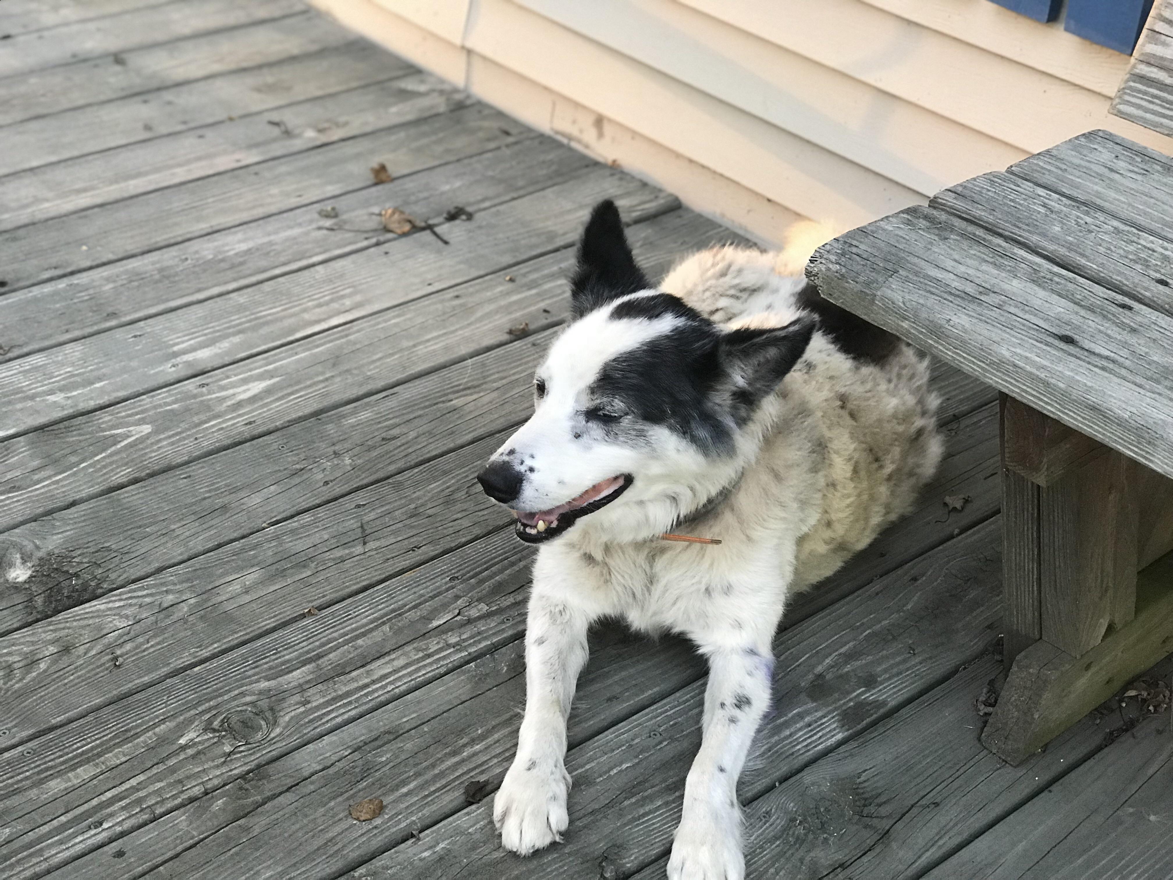 This Good Boy just turned 19 | Scrolller