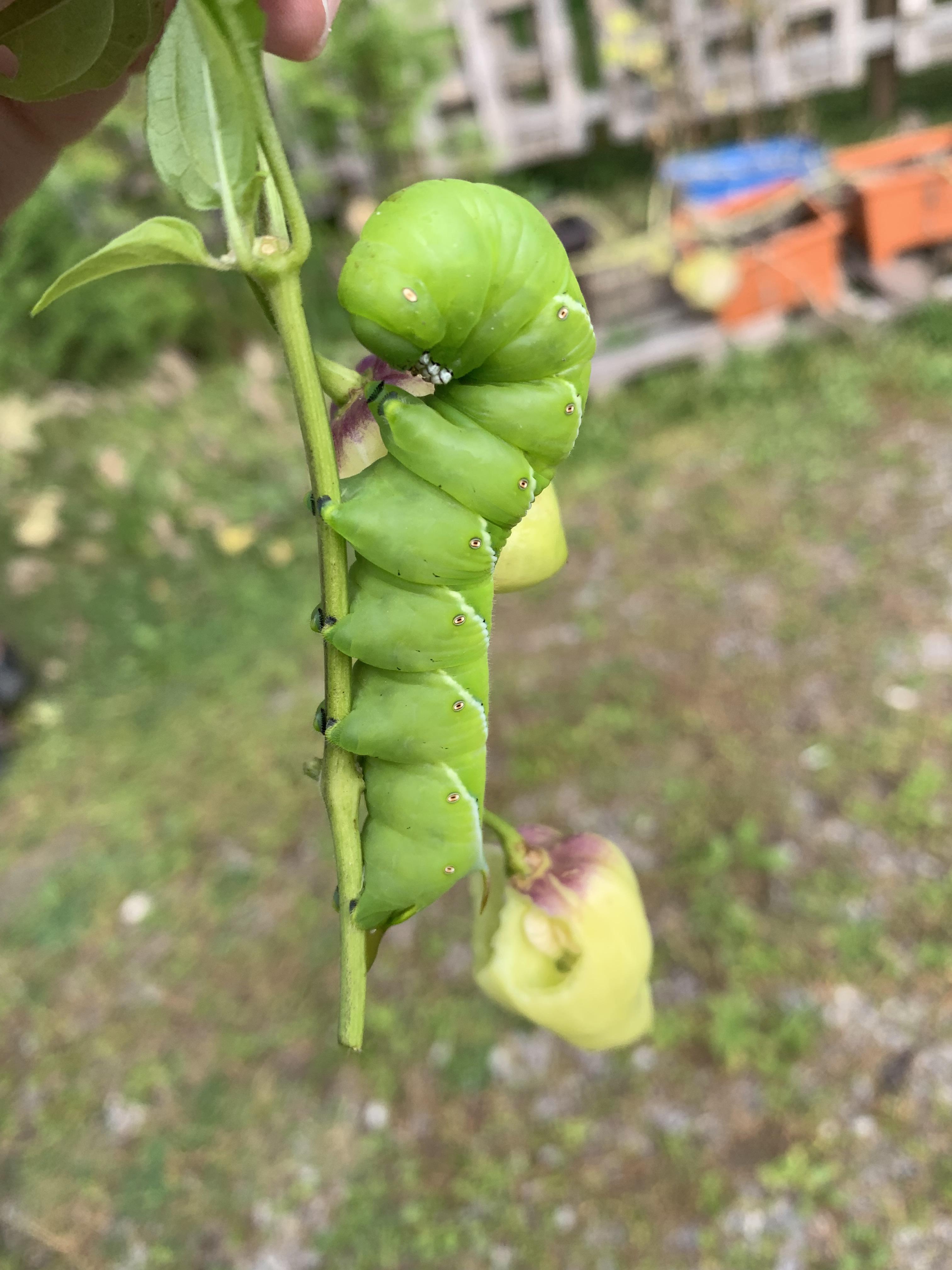 This guy just had a feast! | Scrolller