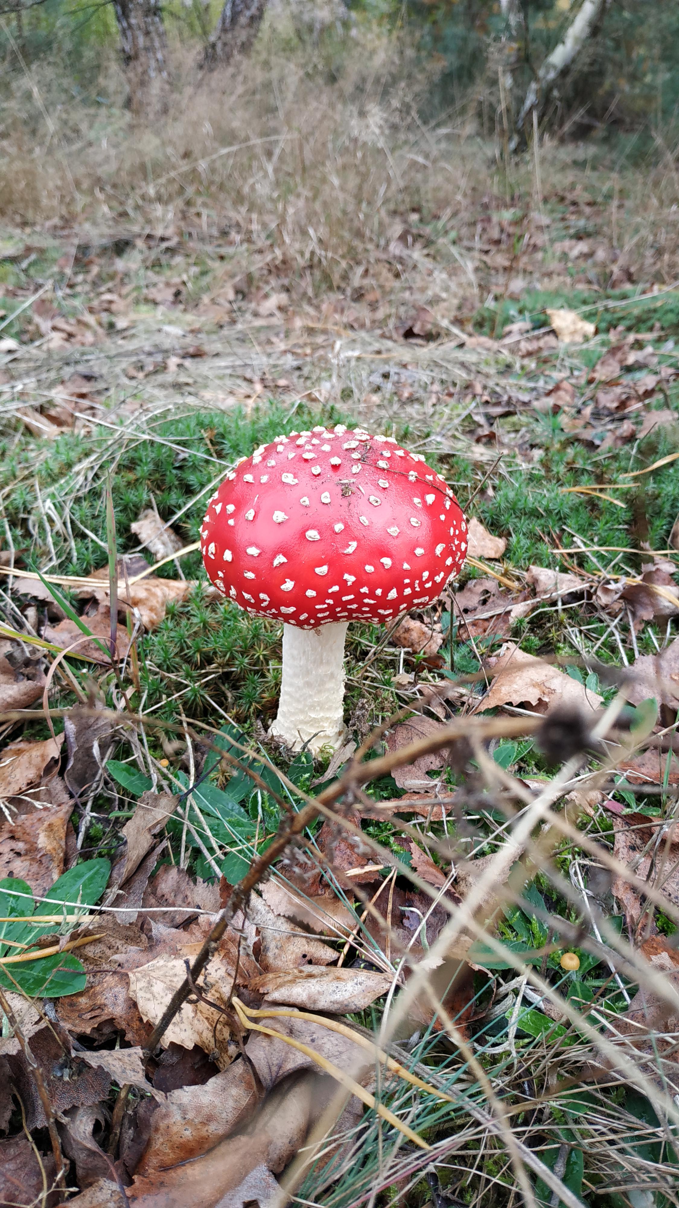 This handsome boy | Scrolller