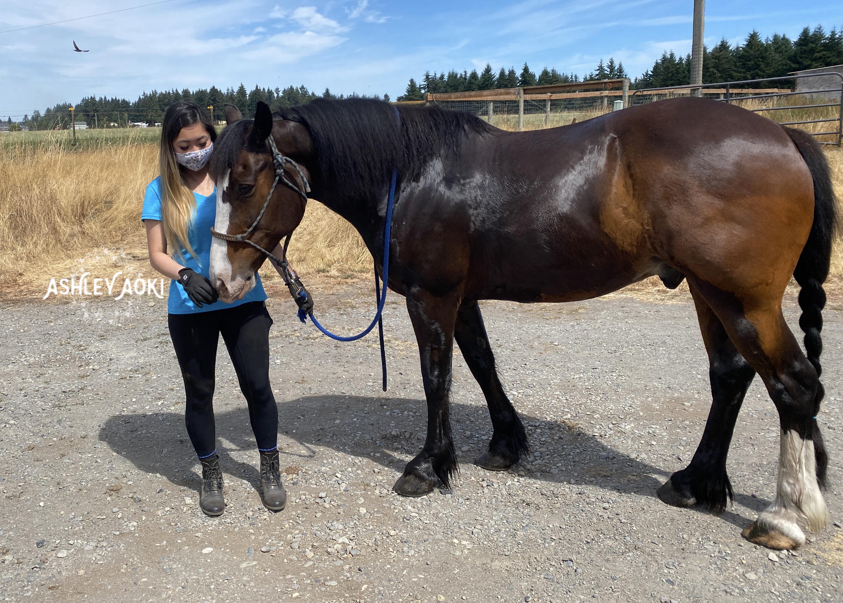 this handsome boy is officially mine! meet my horse, Leo 🥰 | Scrolller