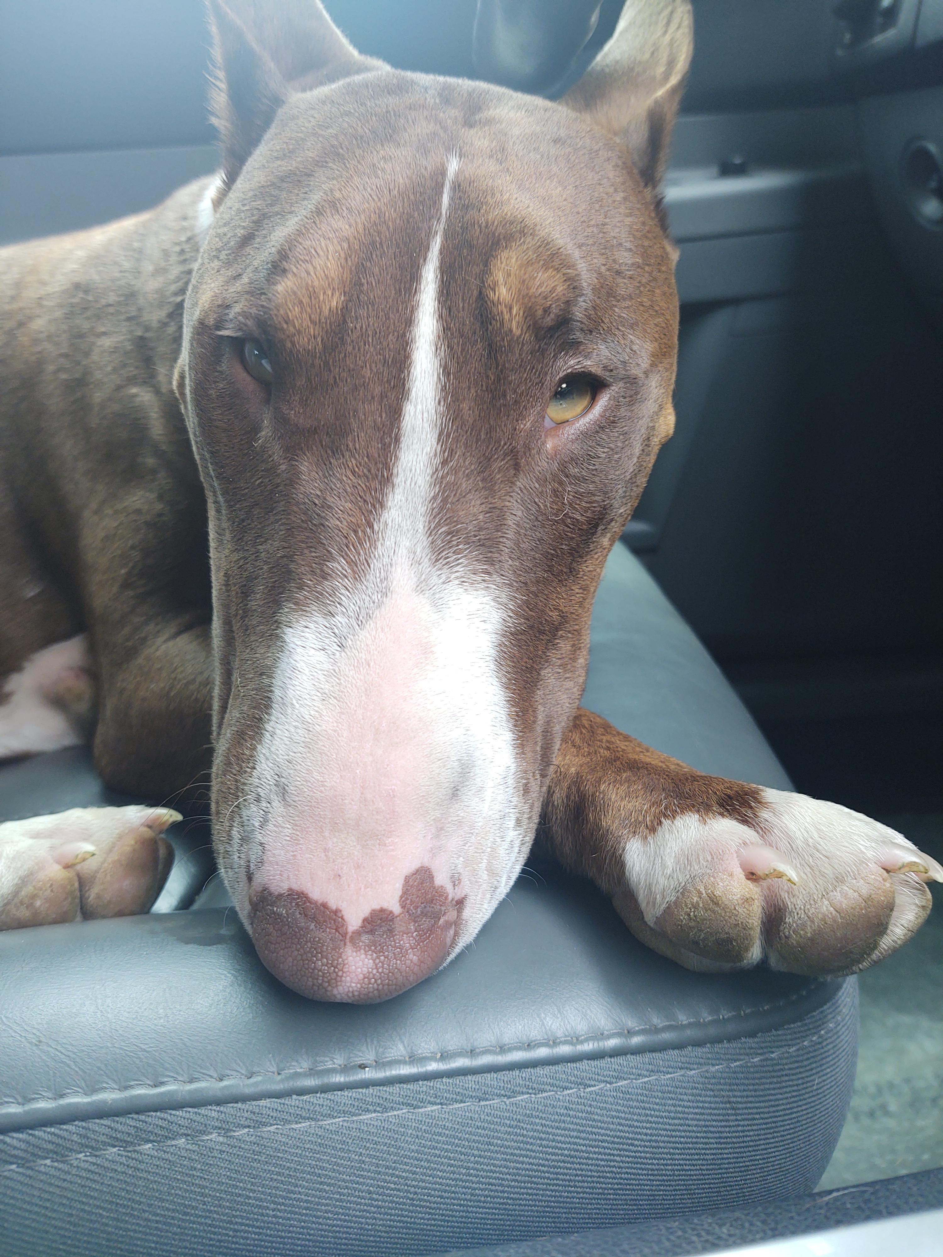 This handsome devil turns 1 today | Scrolller