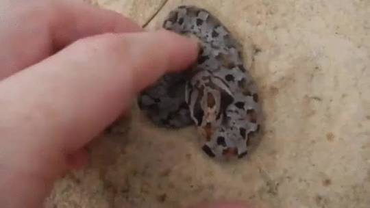 This hognose snake is a drama queen (playing dead). | Scrolller