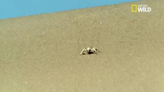 This is a Carparachne Aureoflava aka the Golden Wheel Spider | Scrolller