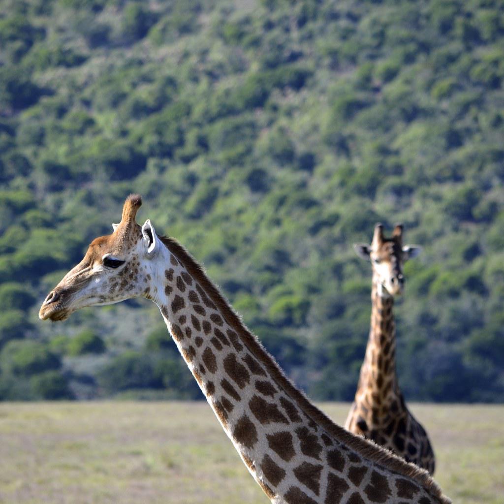 this is a giraffe | Scrolller