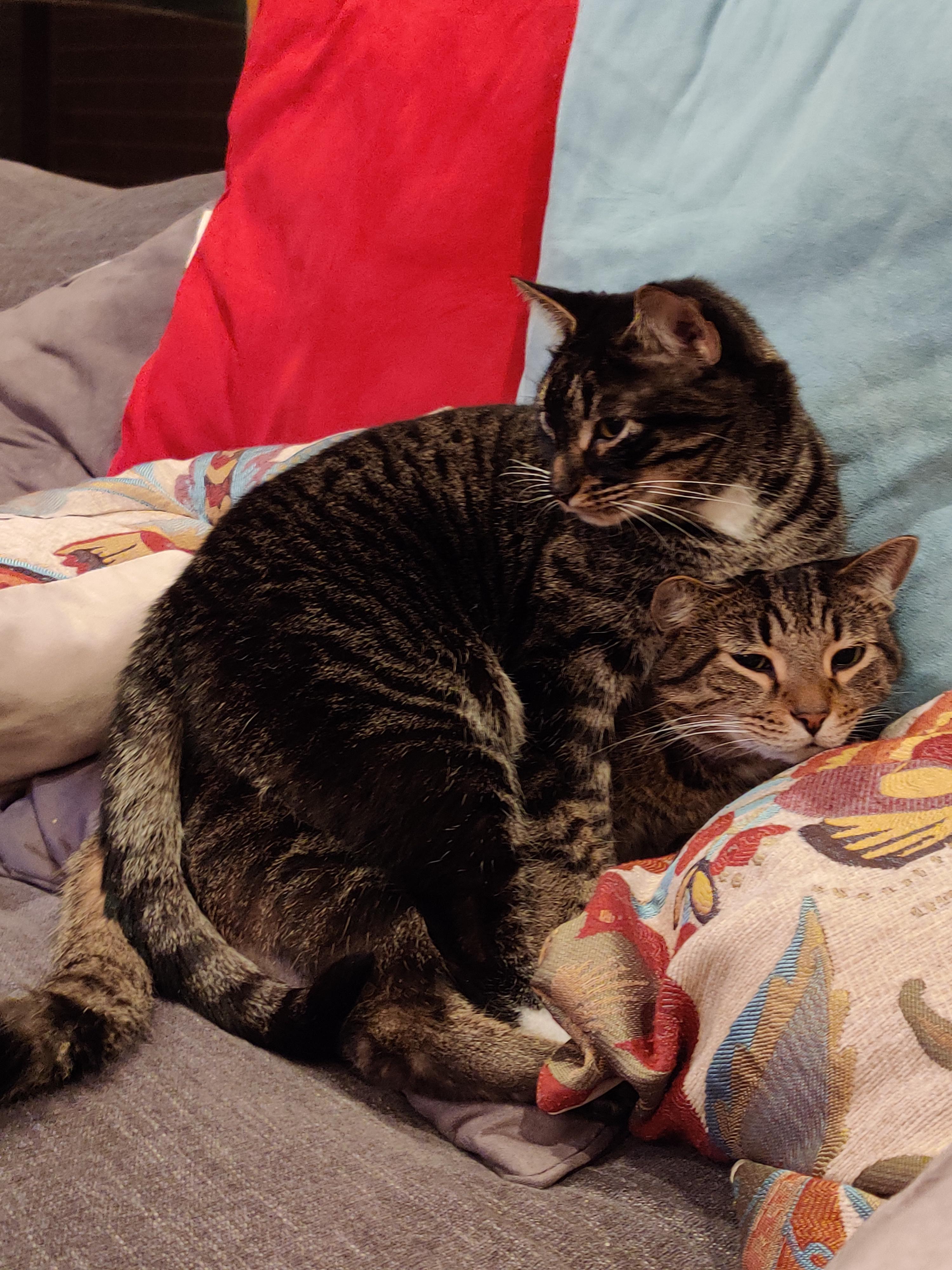 This is an interesting one my cat bean on top of my cat woodrow | Scrolller