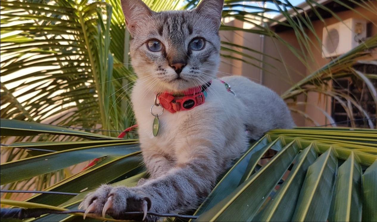 This is Arya. Look at those sharp claws. | Scrolller