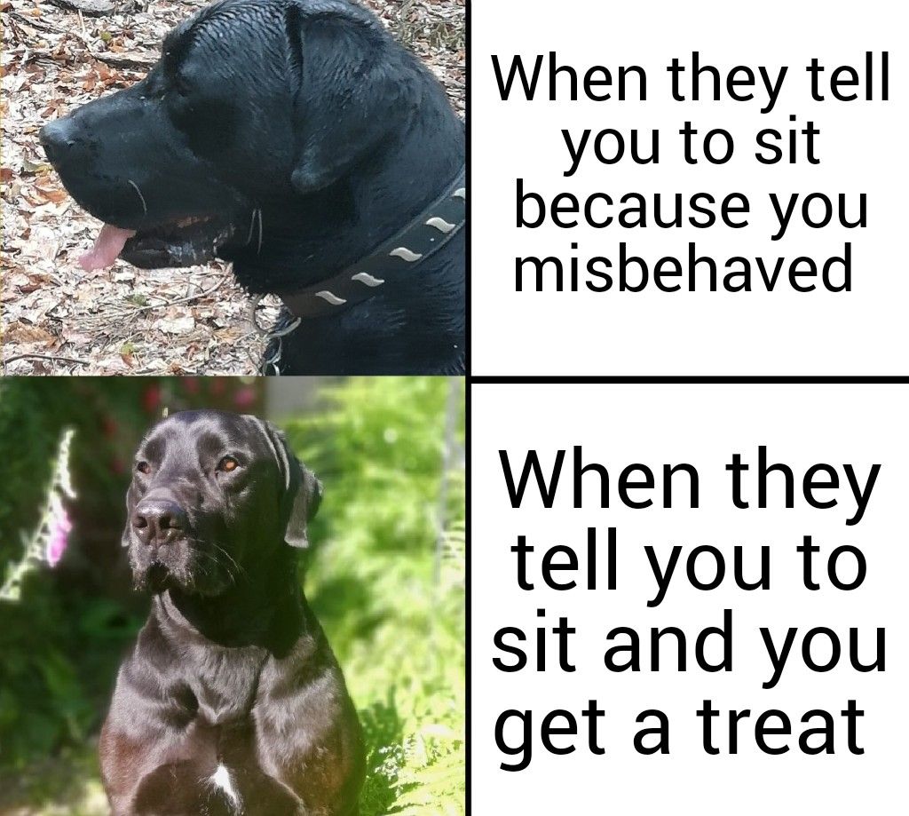 This is Barney. He a good boy. | Scrolller