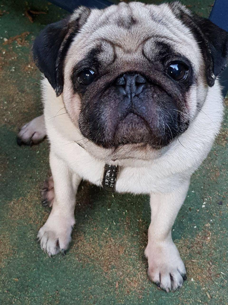 This is Bella. She’s my everything. ️ | Scrolller