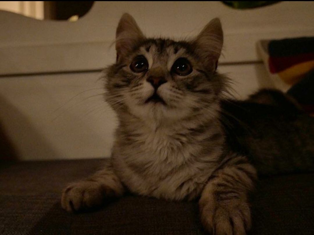 This is Bob | Scrolller