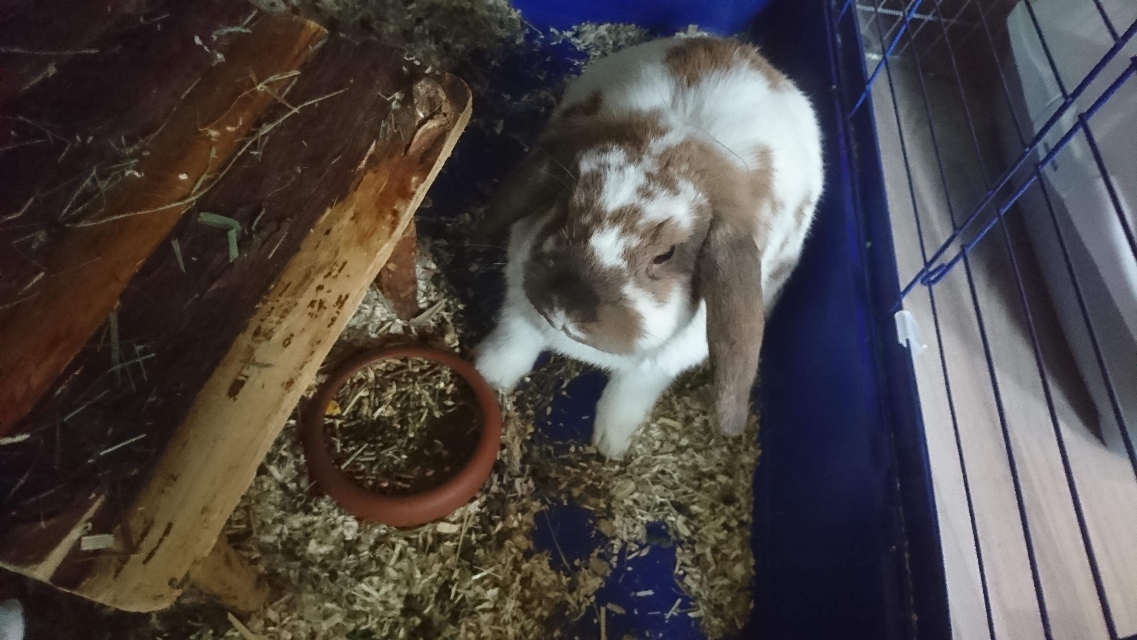 This is "Bobby" | Scrolller