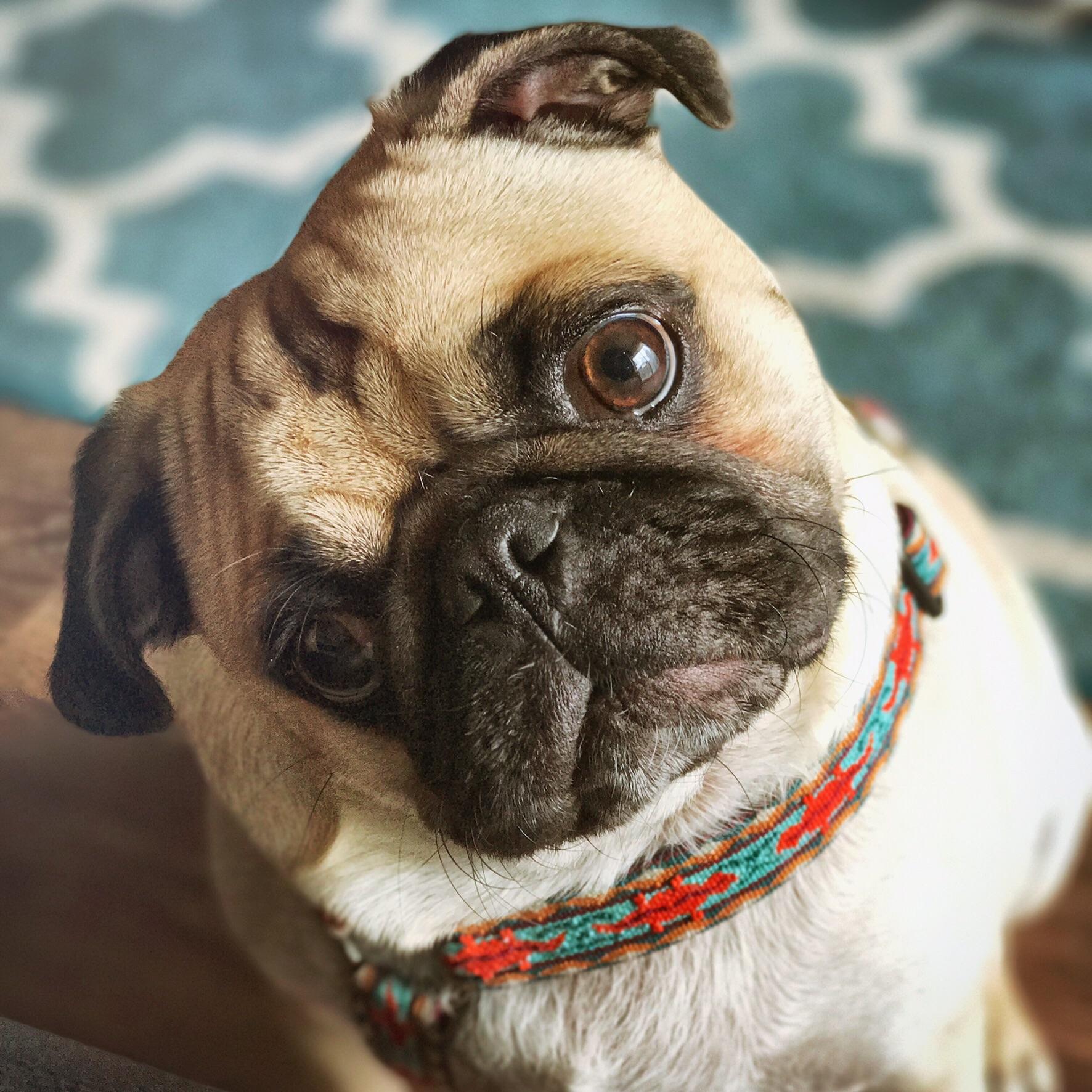 This is Bruh. Bruh questions everything. | Scrolller