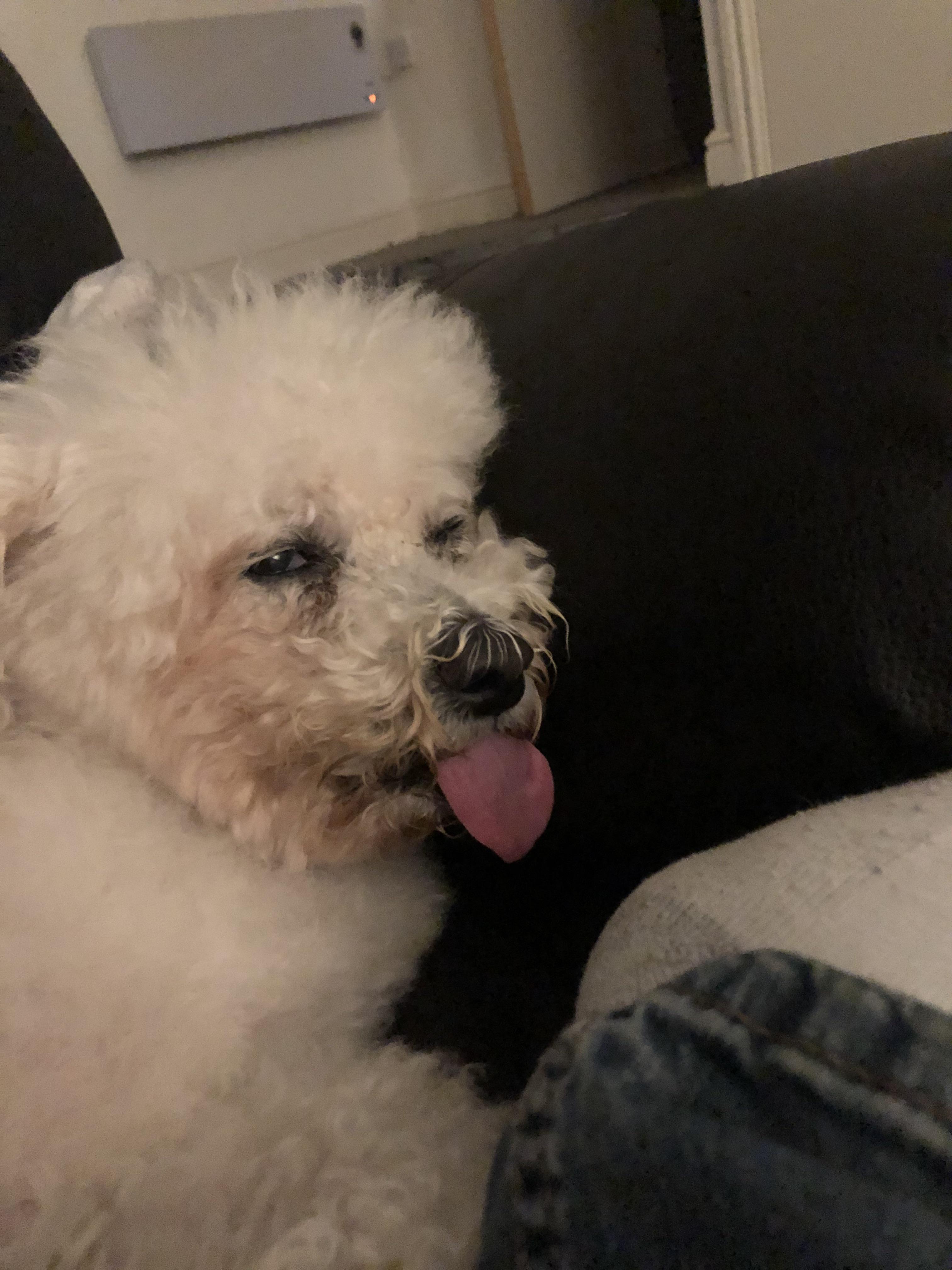 This is Bubi’s sleepy face | Scrolller