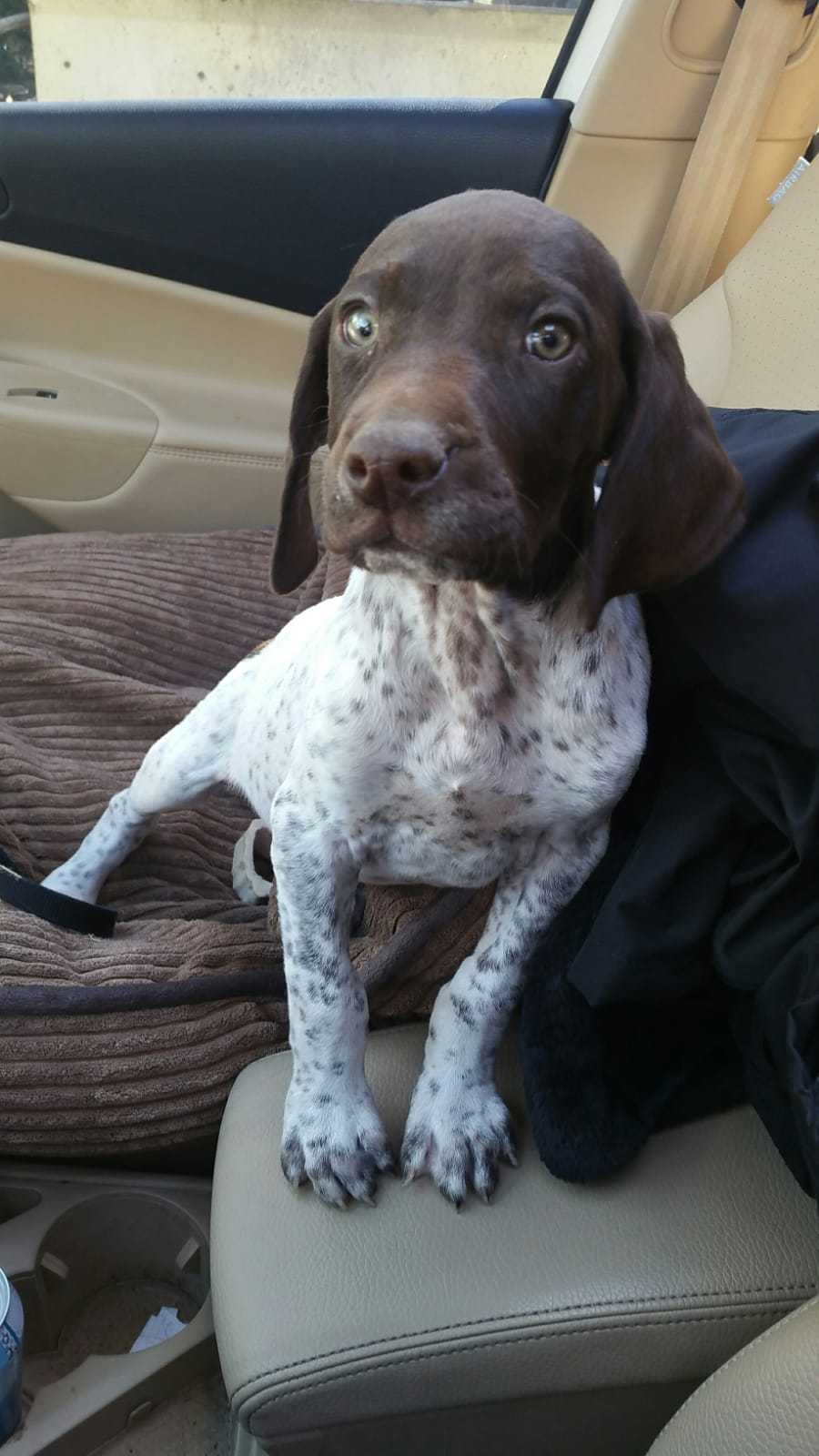 This is copper on his way home for the first time two years ago. | Scrolller