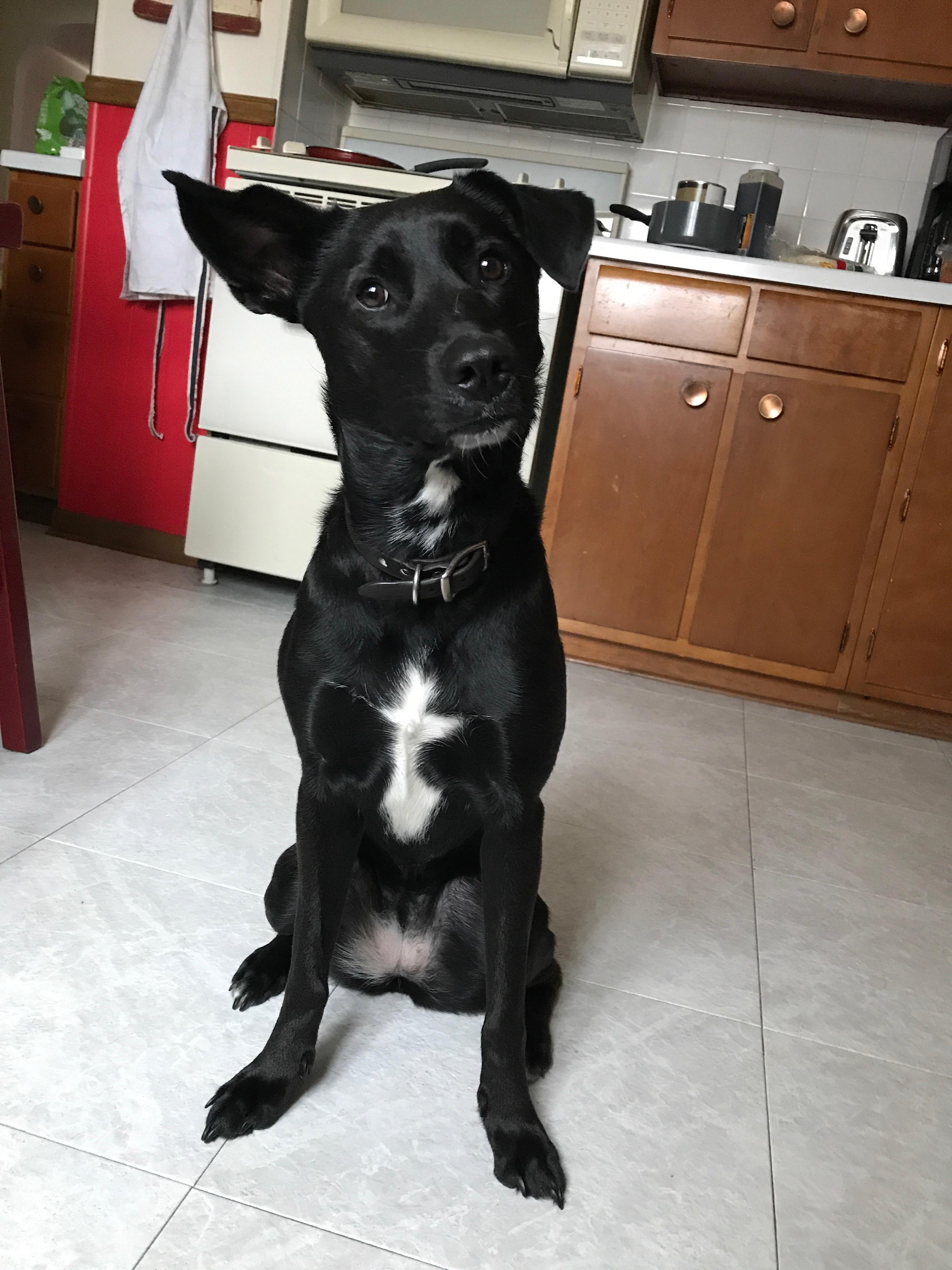 This is Dany. She’s half lab half aussie. She has a curly tail to boot! | Scrolller