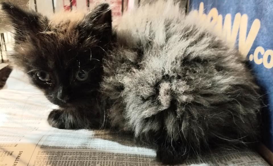 This is Dust Bunny. He's a cute baby boy. | Scrolller