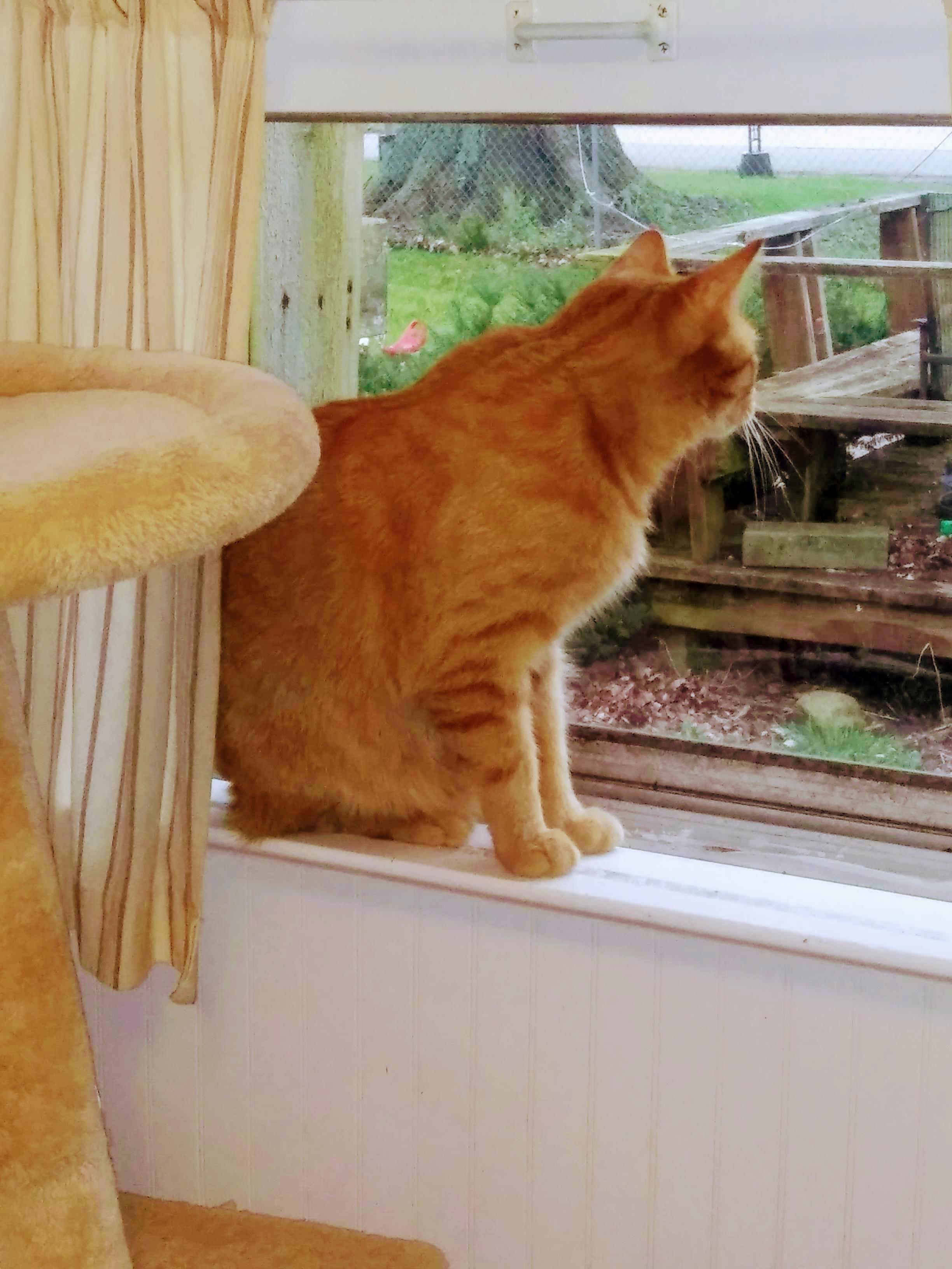 This is Freddie, he likes looking out of windows | Scrolller
