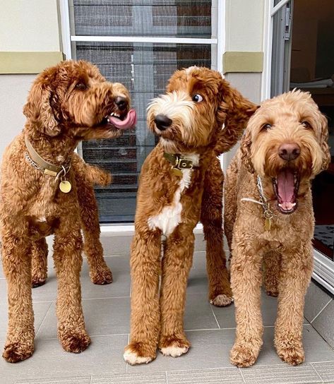 This is great | Scrolller