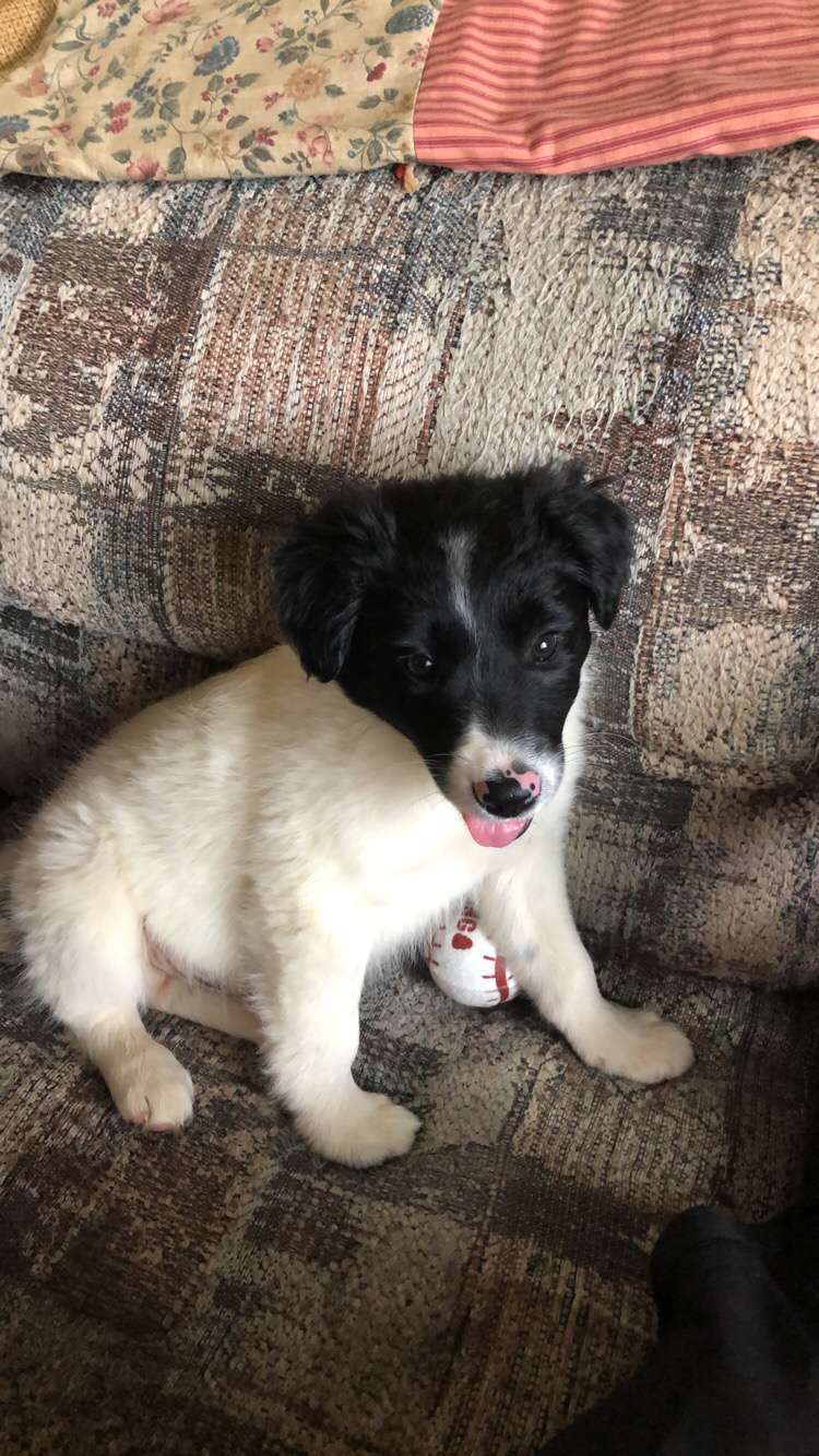 This is Gus. | Scrolller