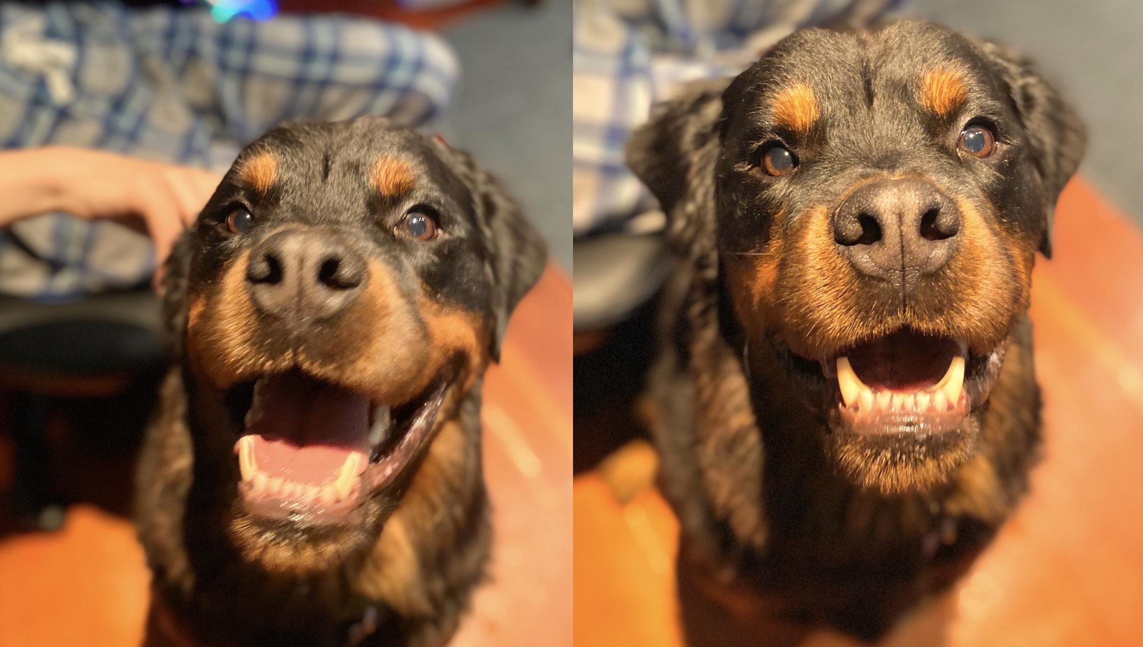 This is Gus. He’s a polite boy and always thanks you for scratches with a smile | Scrolller