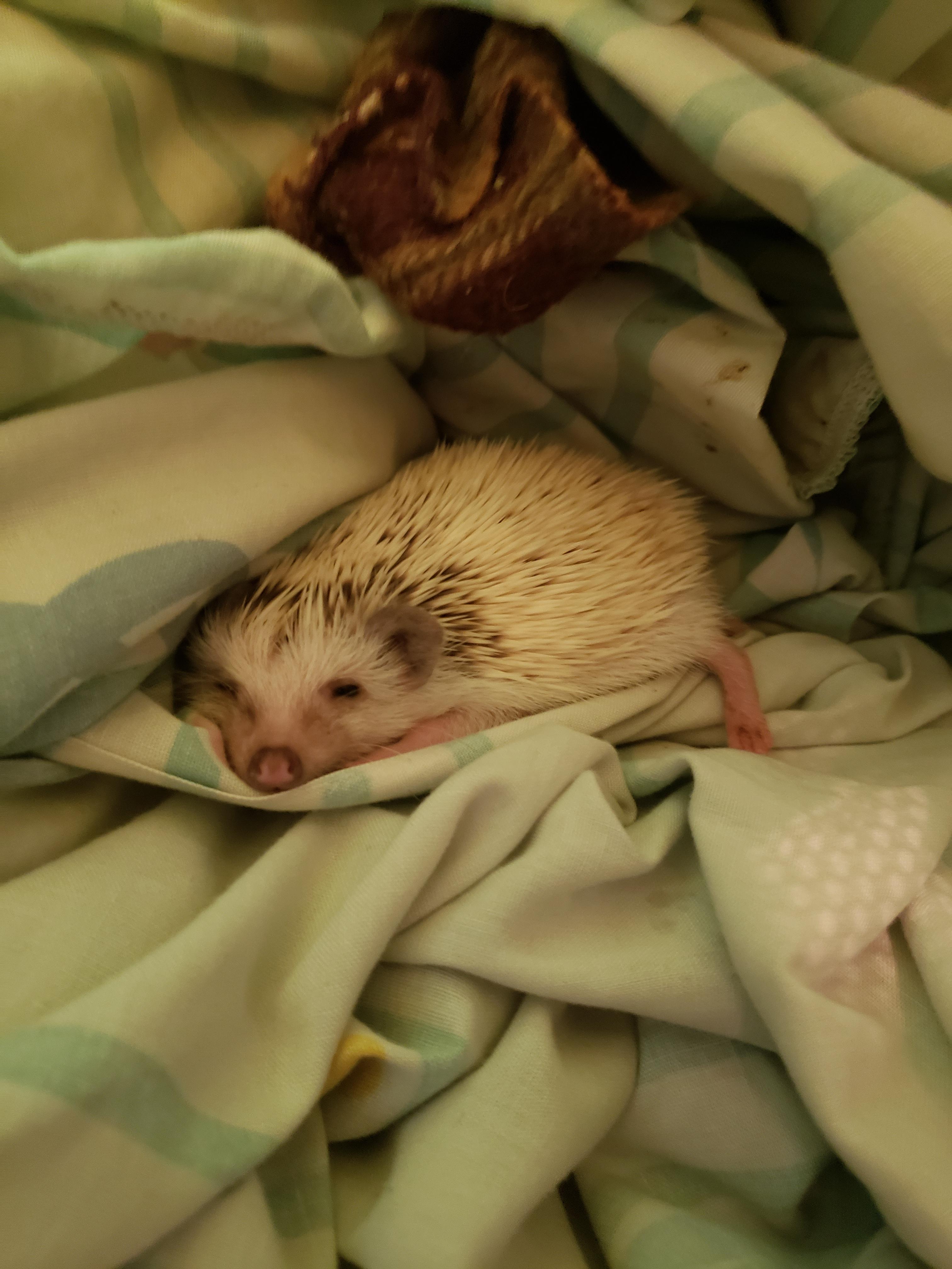 This is Harley Quill, my mom's hedgehog, being super tired after going fast all day | Scrolller